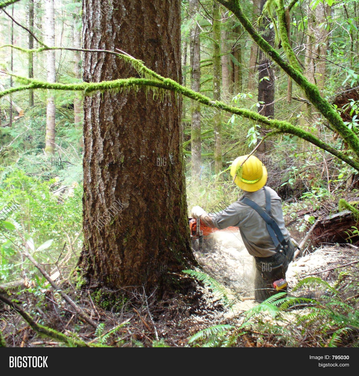 Logger Falling Large Image & Photo (Free Trial) | Bigstock