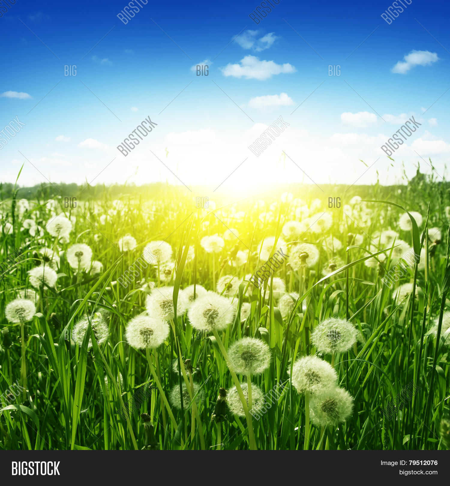 Dandelion Field,blue Image & Photo (Free Trial) | Bigstock