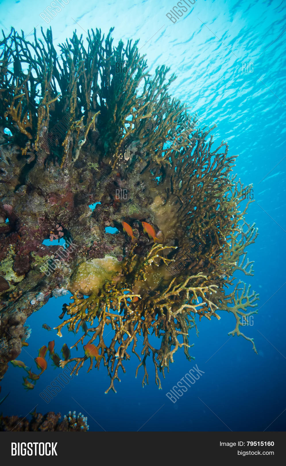 Tropical Anthias Fish Image & Photo (Free Trial) | Bigstock