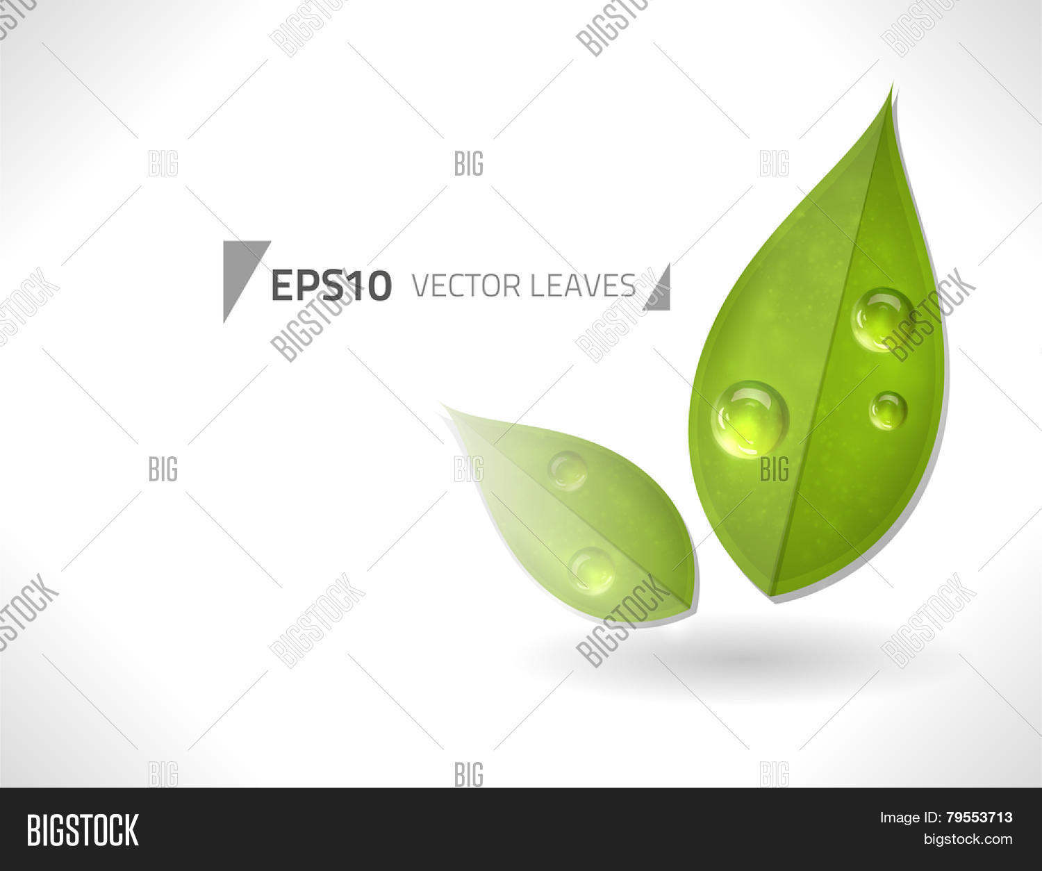 Two Vector Leaves Vector & Photo (Free Trial) | Bigstock