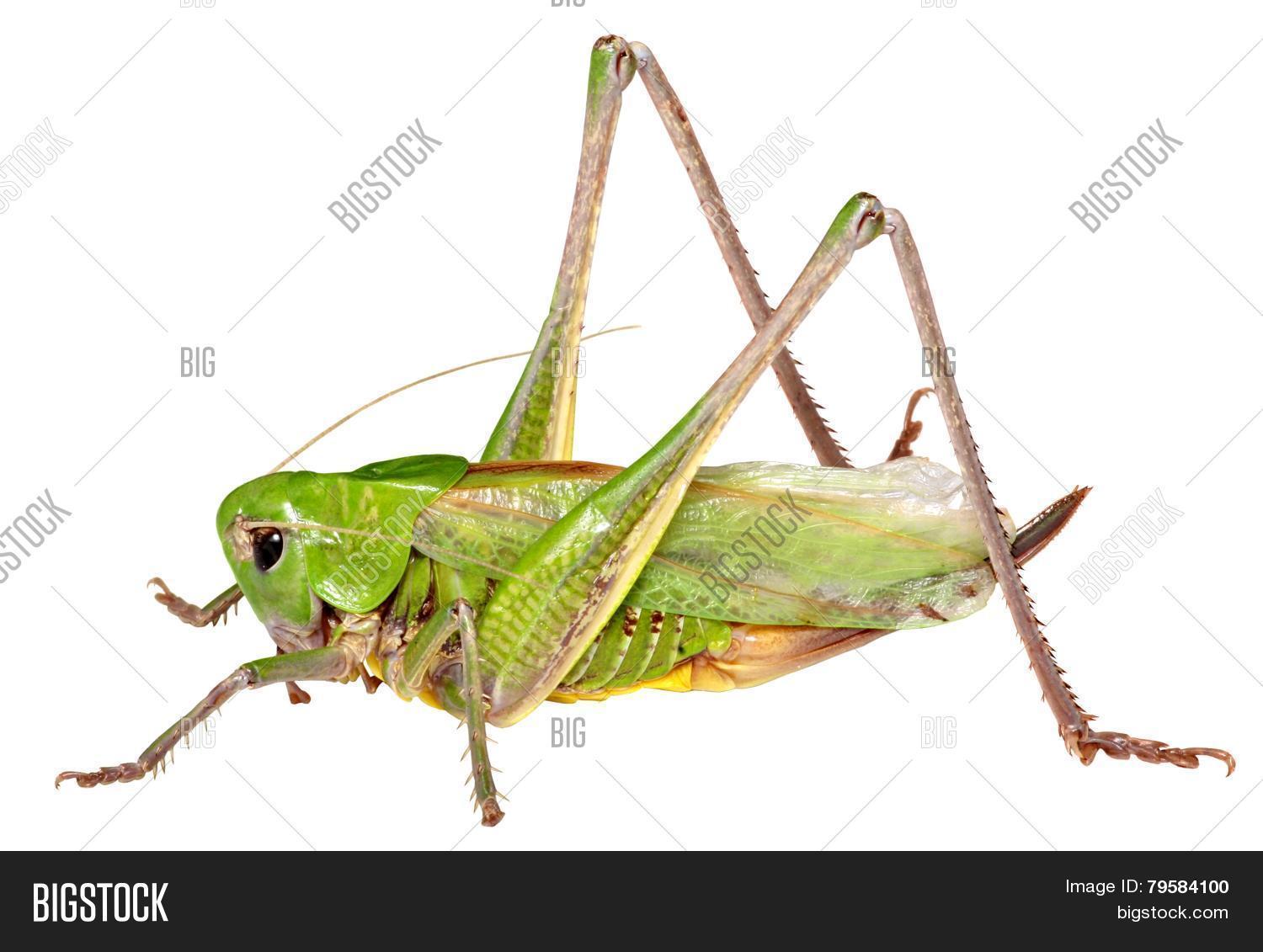Grasshopper Front Image & Photo (Free Trial) | Bigstock