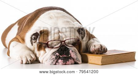 Dog Wearing Reading Image & Photo (Free Trial) | Bigstock