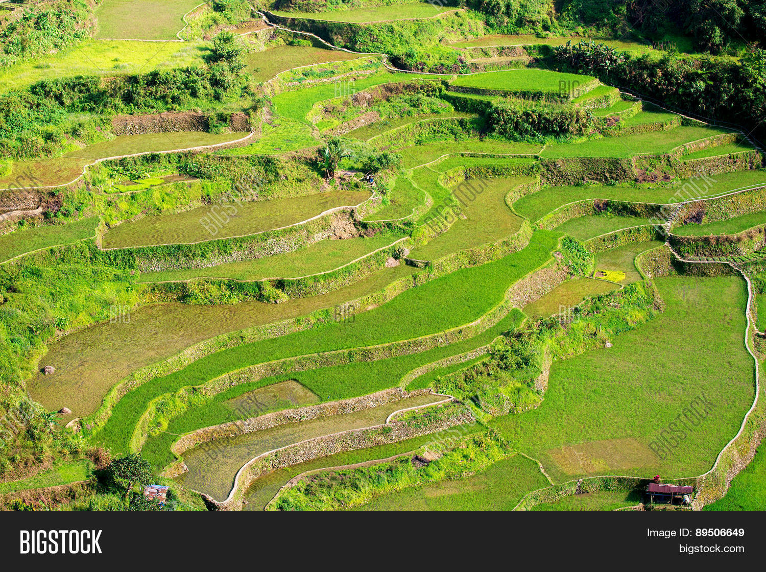 Rice Terraces Image & Photo (Free Trial) | Bigstock