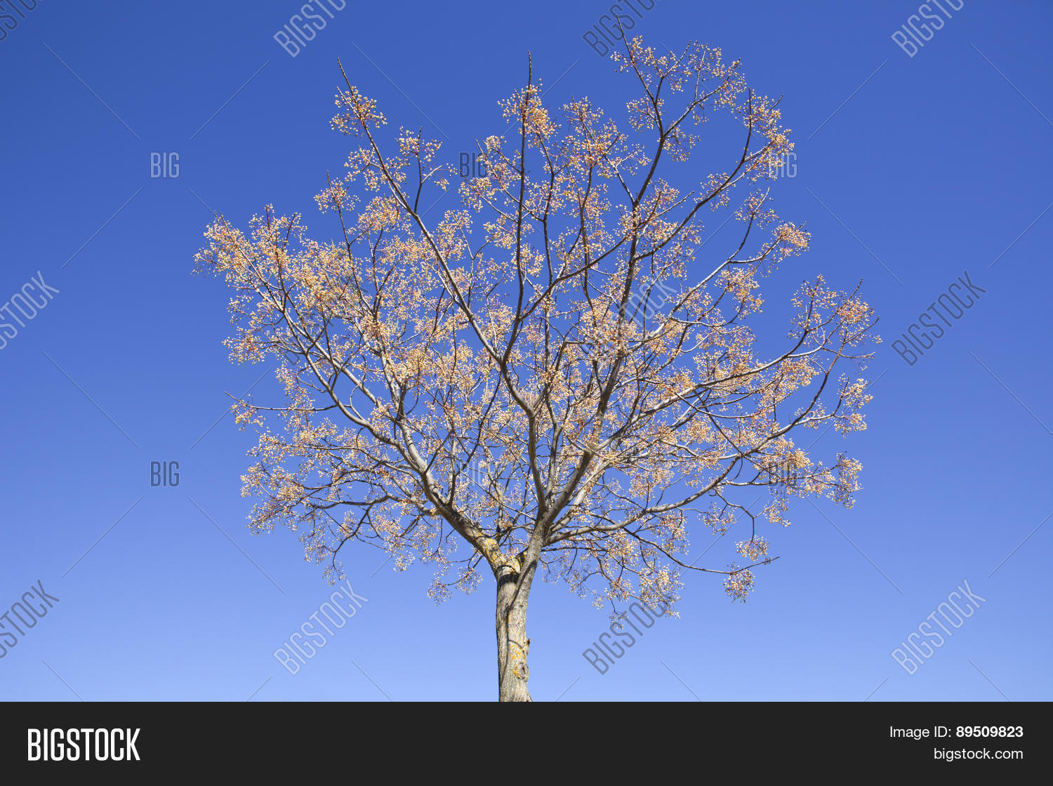 Chinaberry Melia Tree Image & Photo (Free Trial) | Bigstock