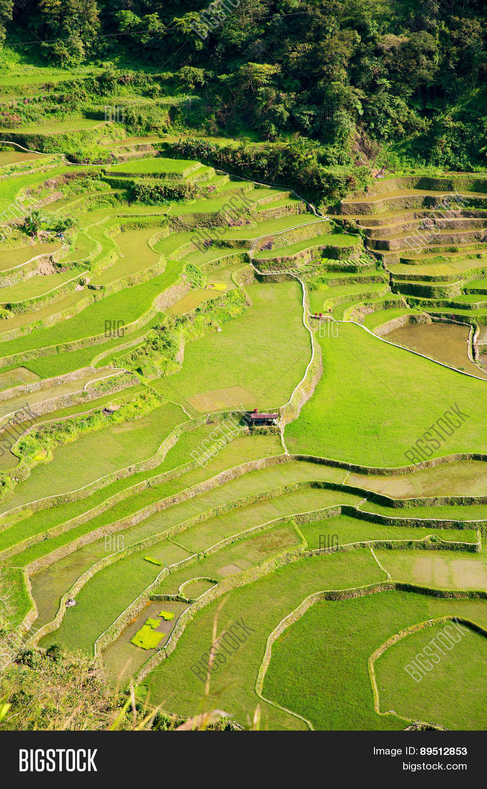 Rice Terraces Image & Photo (Free Trial) | Bigstock