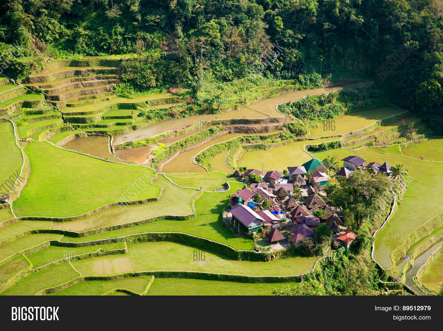 Rice Terraces Image & Photo (Free Trial) | Bigstock