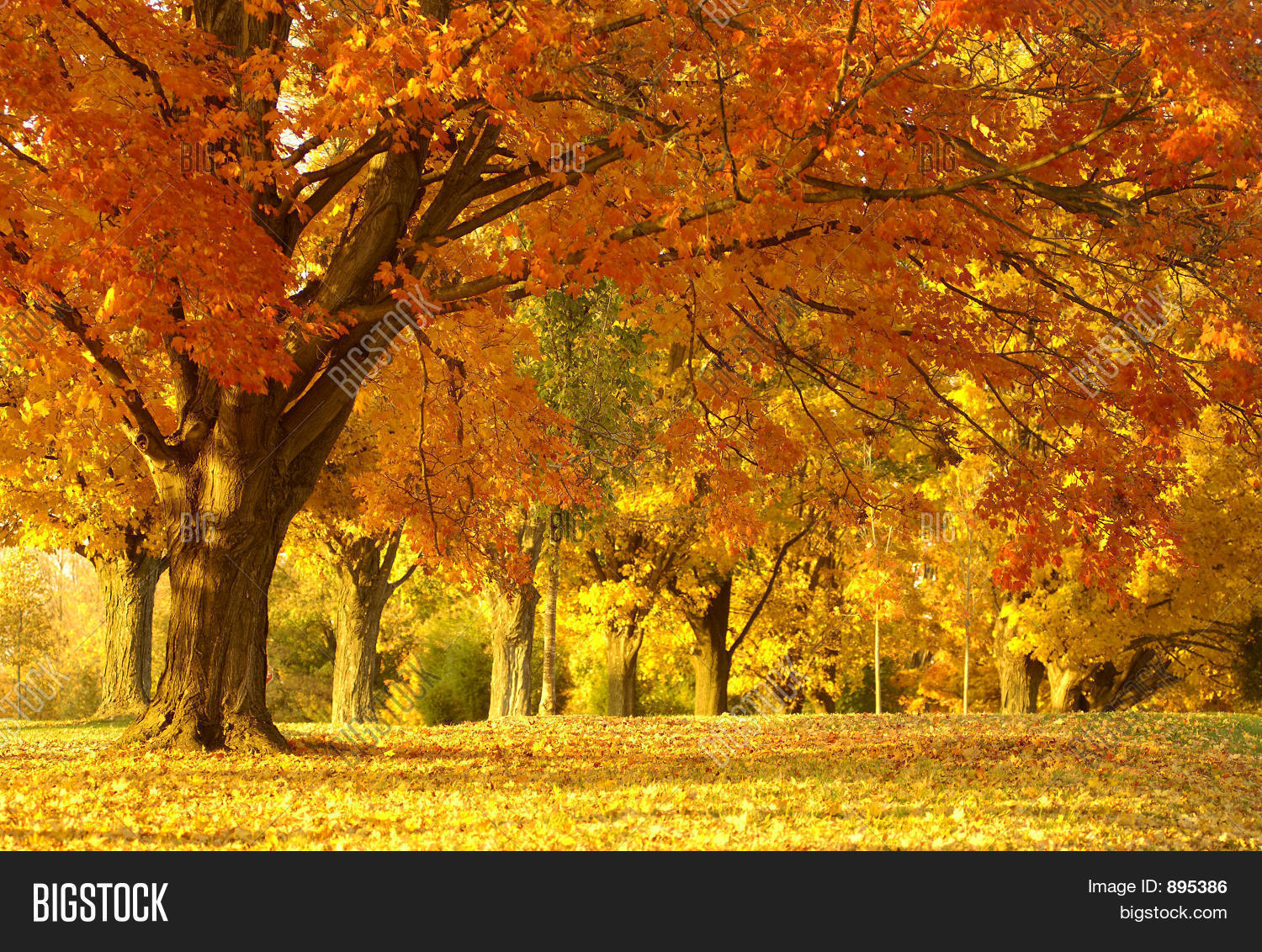 Autumn Scene Image & Photo (Free Trial) | Bigstock