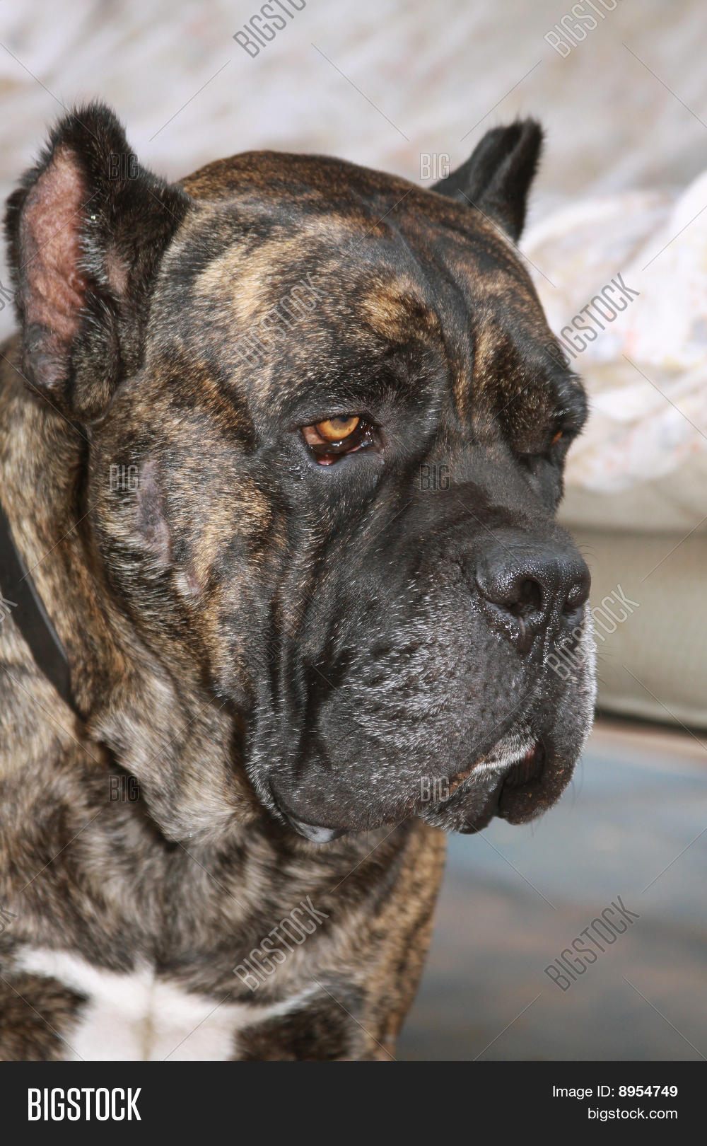 Cane Corso Mastiff Image & Photo (Free Trial) | Bigstock