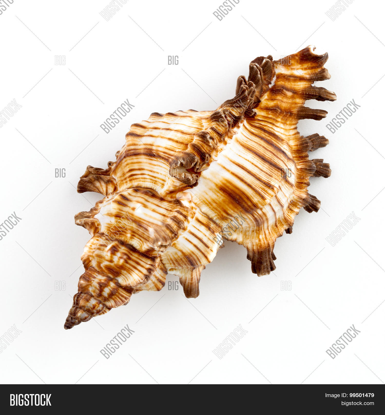 Murex Snail Shell ( Image & Photo (Free Trial) | Bigstock