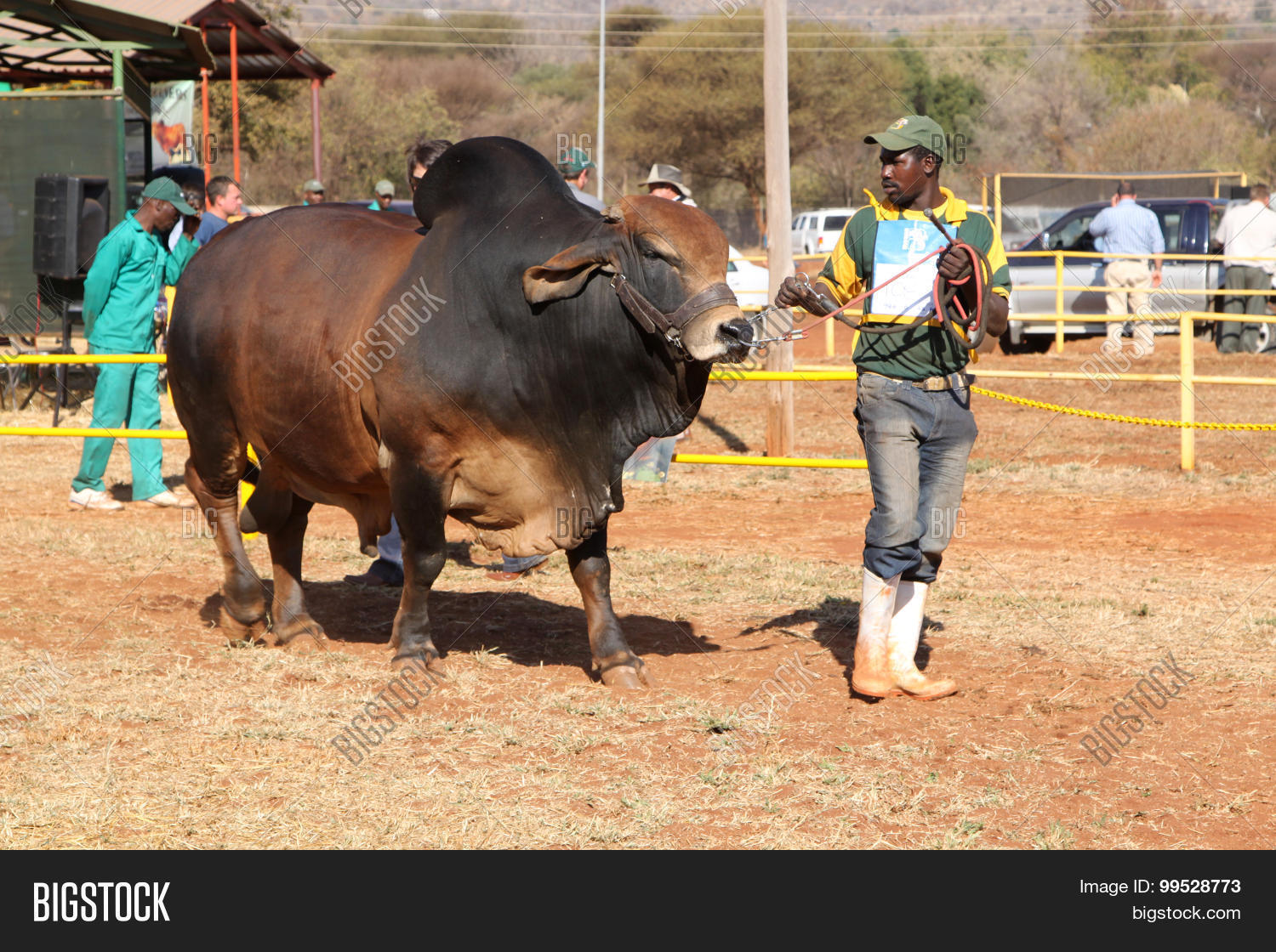 Brown Brahman Bull Image & Photo (Free Trial) | Bigstock