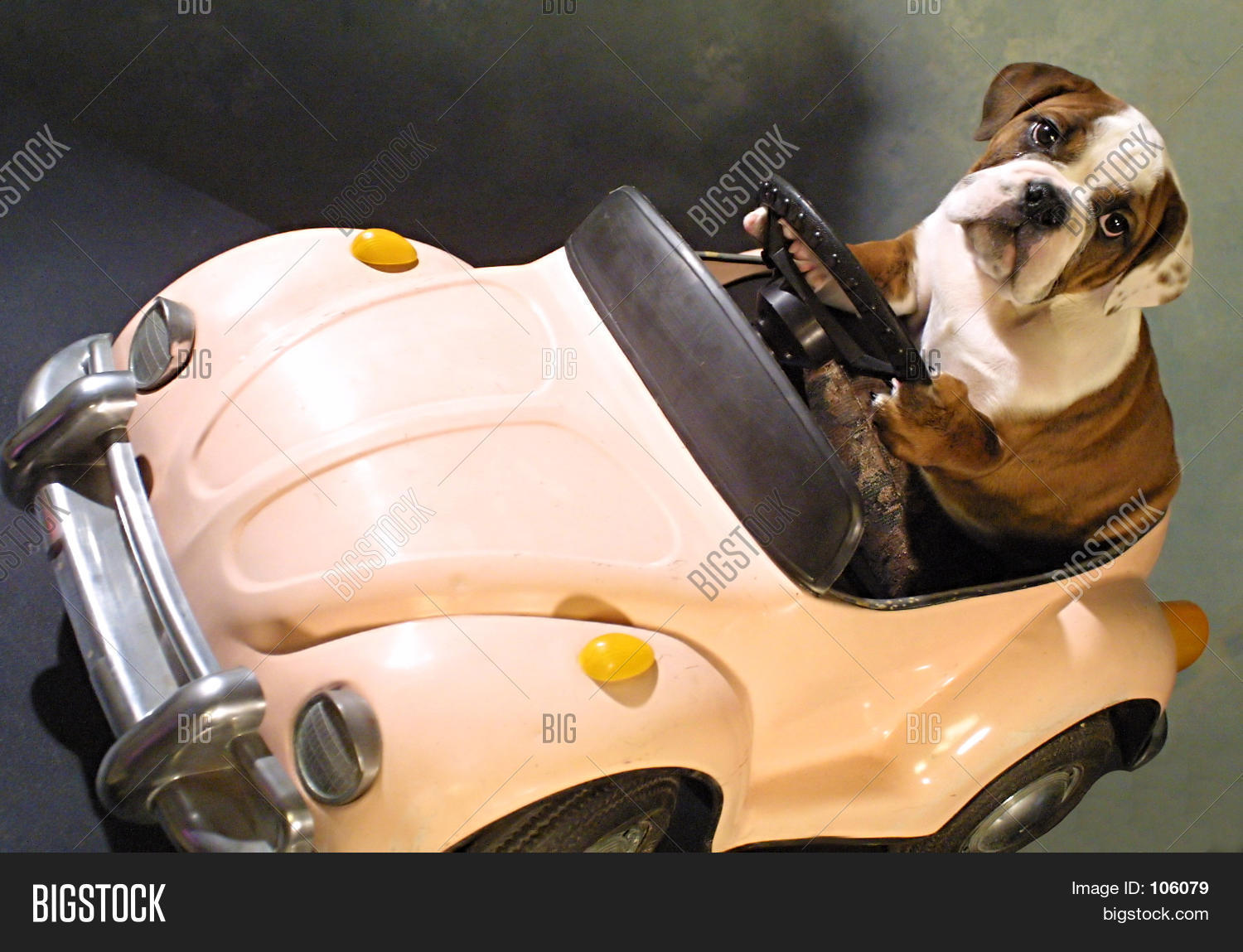 Bull Dog Pink Car Image & Photo (Free Trial) | Bigstock