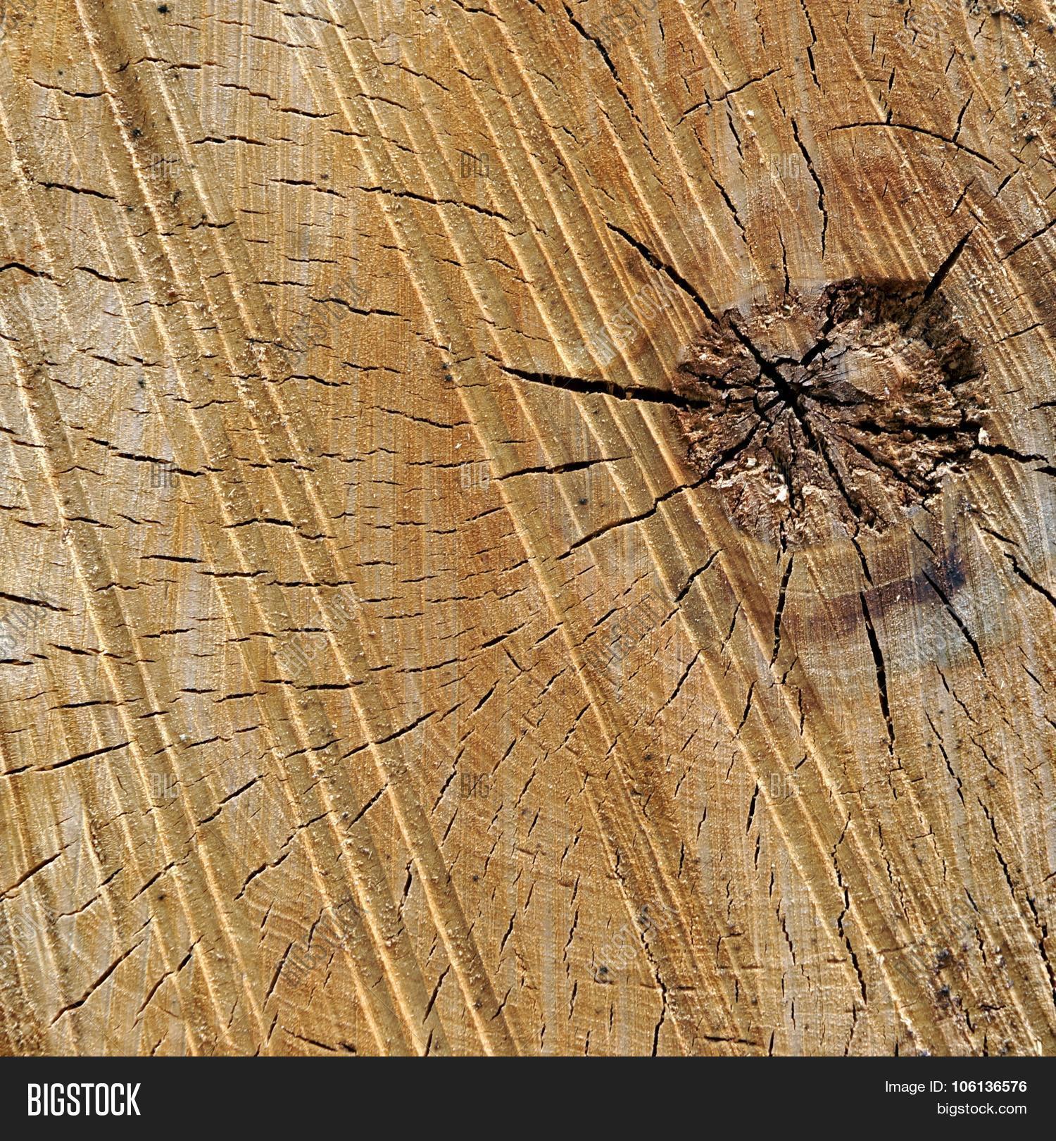 Pine Wood Tree Trunk Image & Photo (Free Trial) | Bigstock