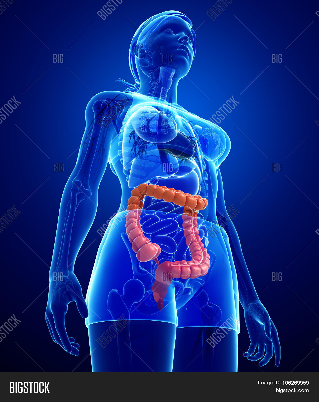 Female Large Intestine Image & Photo (Free Trial) | Bigstock