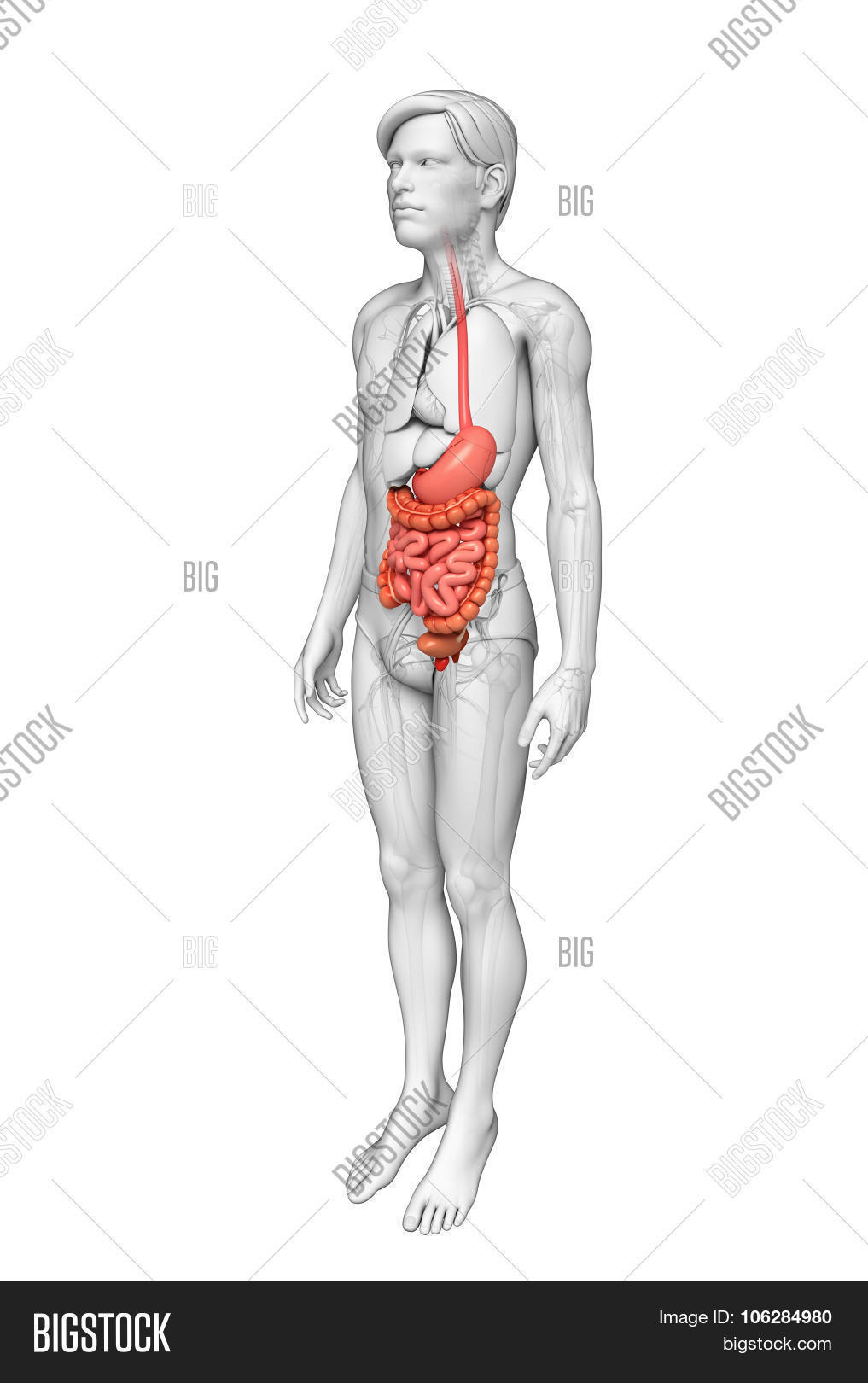 Small Intestine Image & Photo (Free Trial) | Bigstock