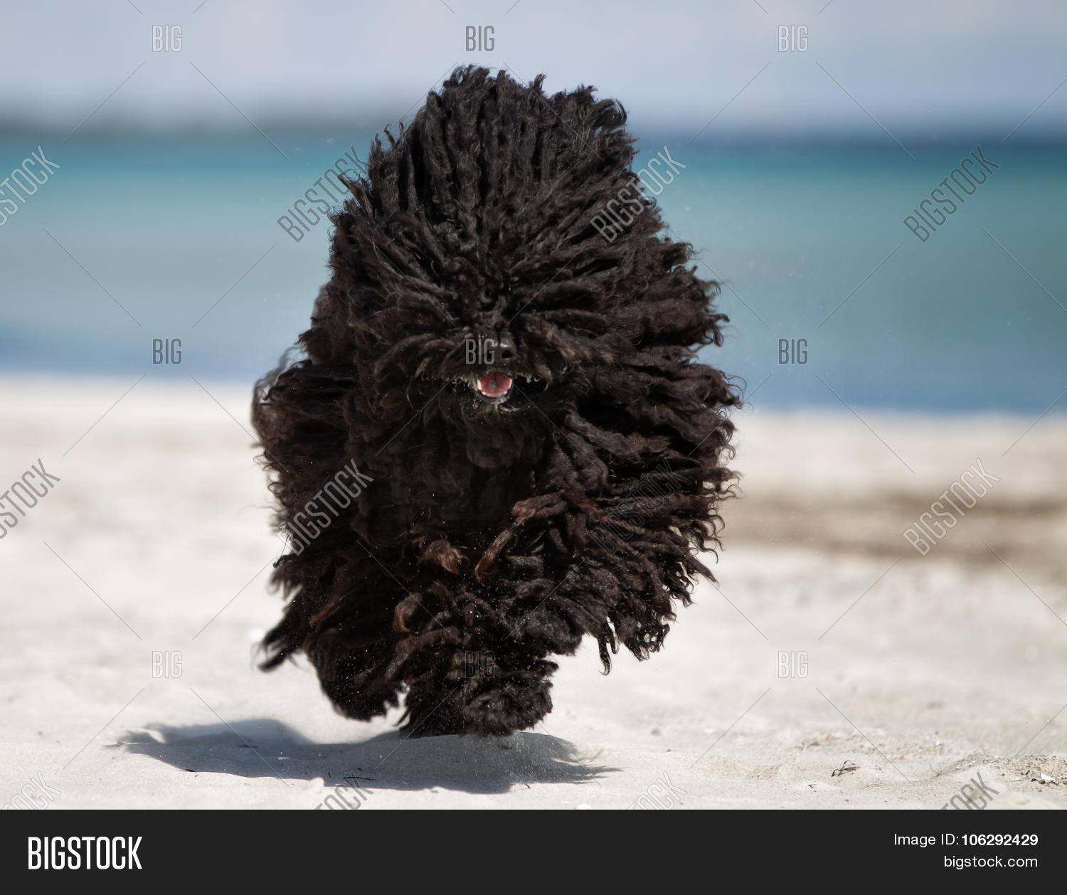 Puli Dog Running Image & Photo (Free Trial) | Bigstock