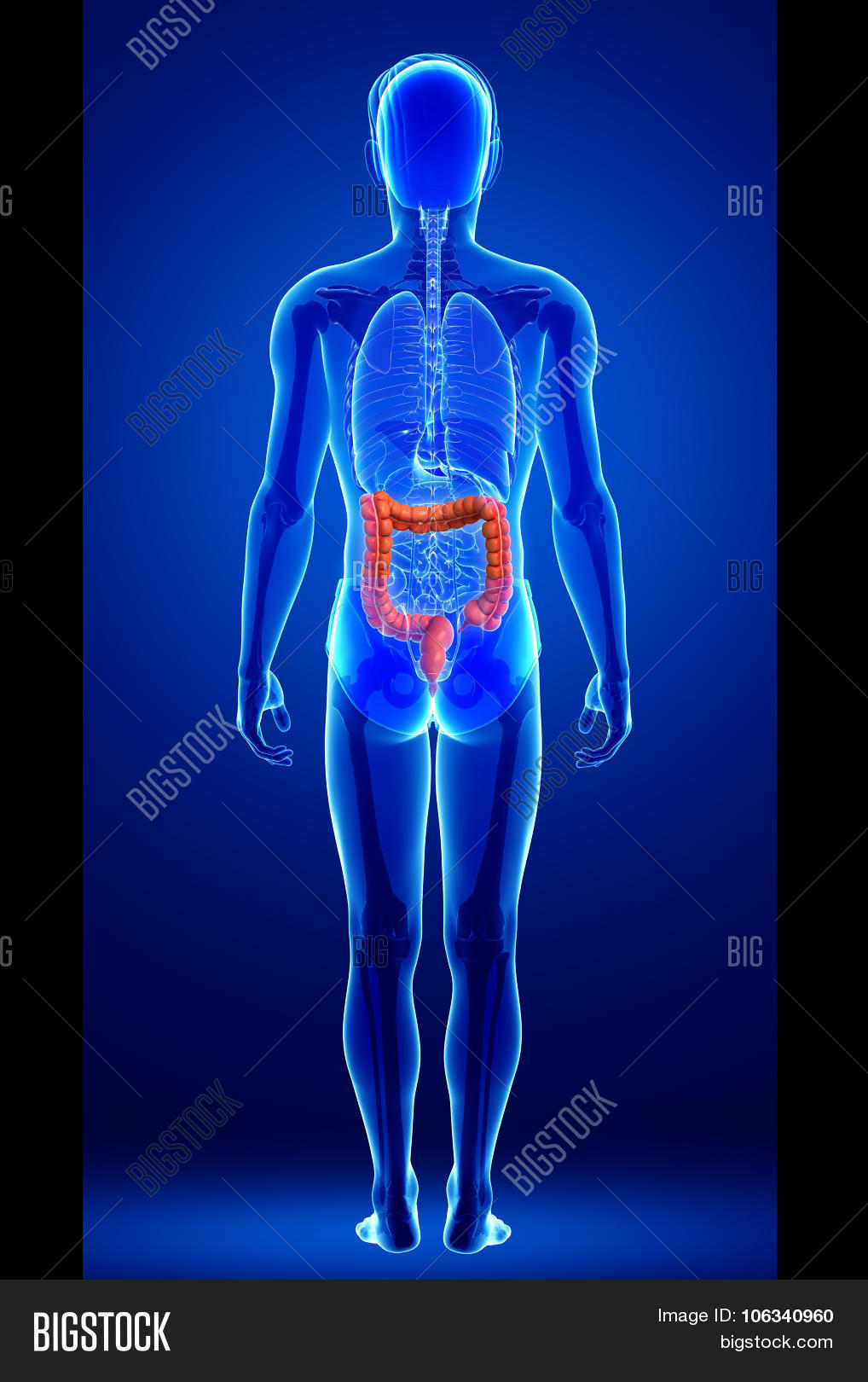Male Large Intestine Image & Photo (Free Trial) | Bigstock