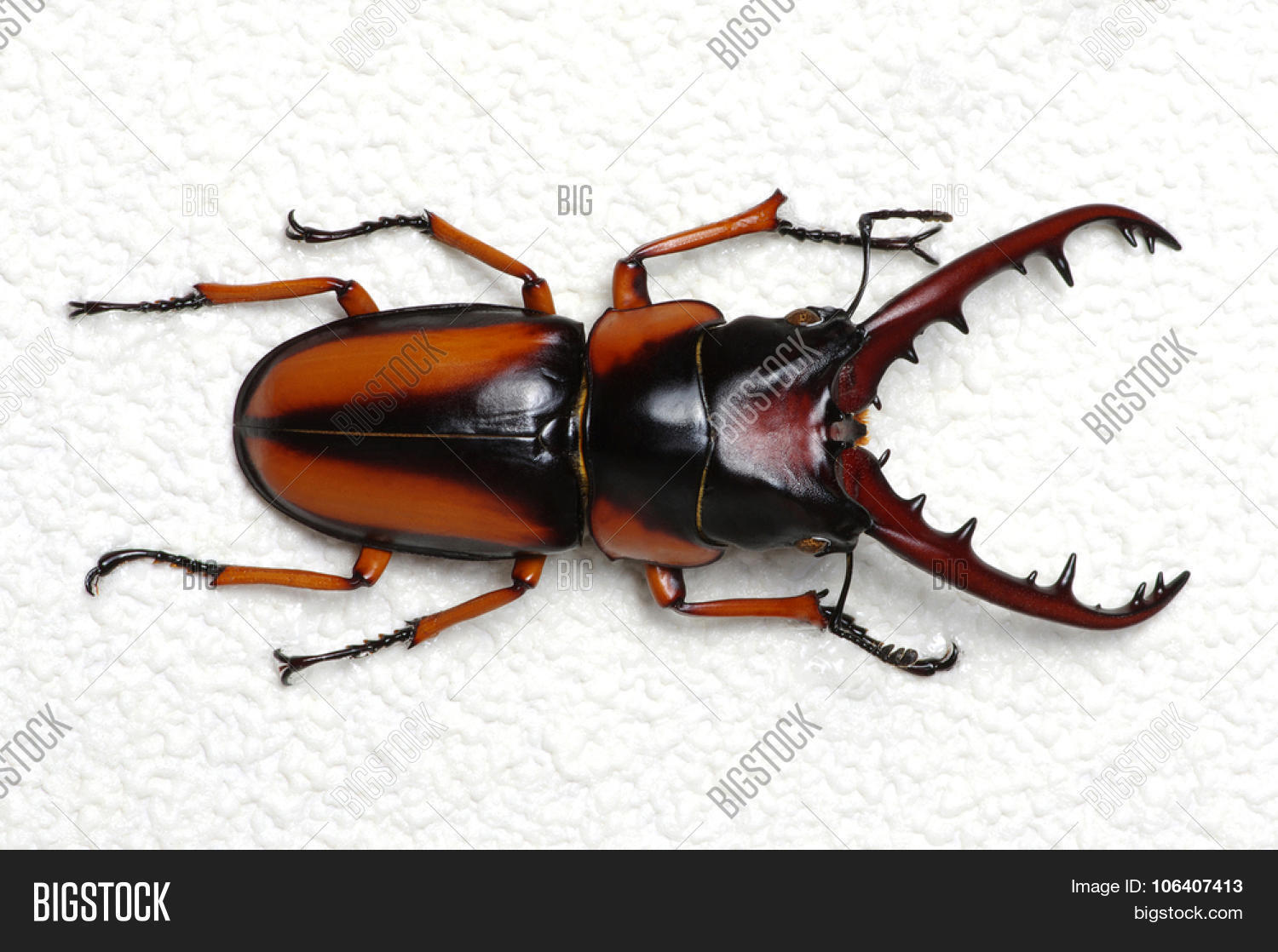 Stag Beetle Isolated Image & Photo (Free Trial) | Bigstock