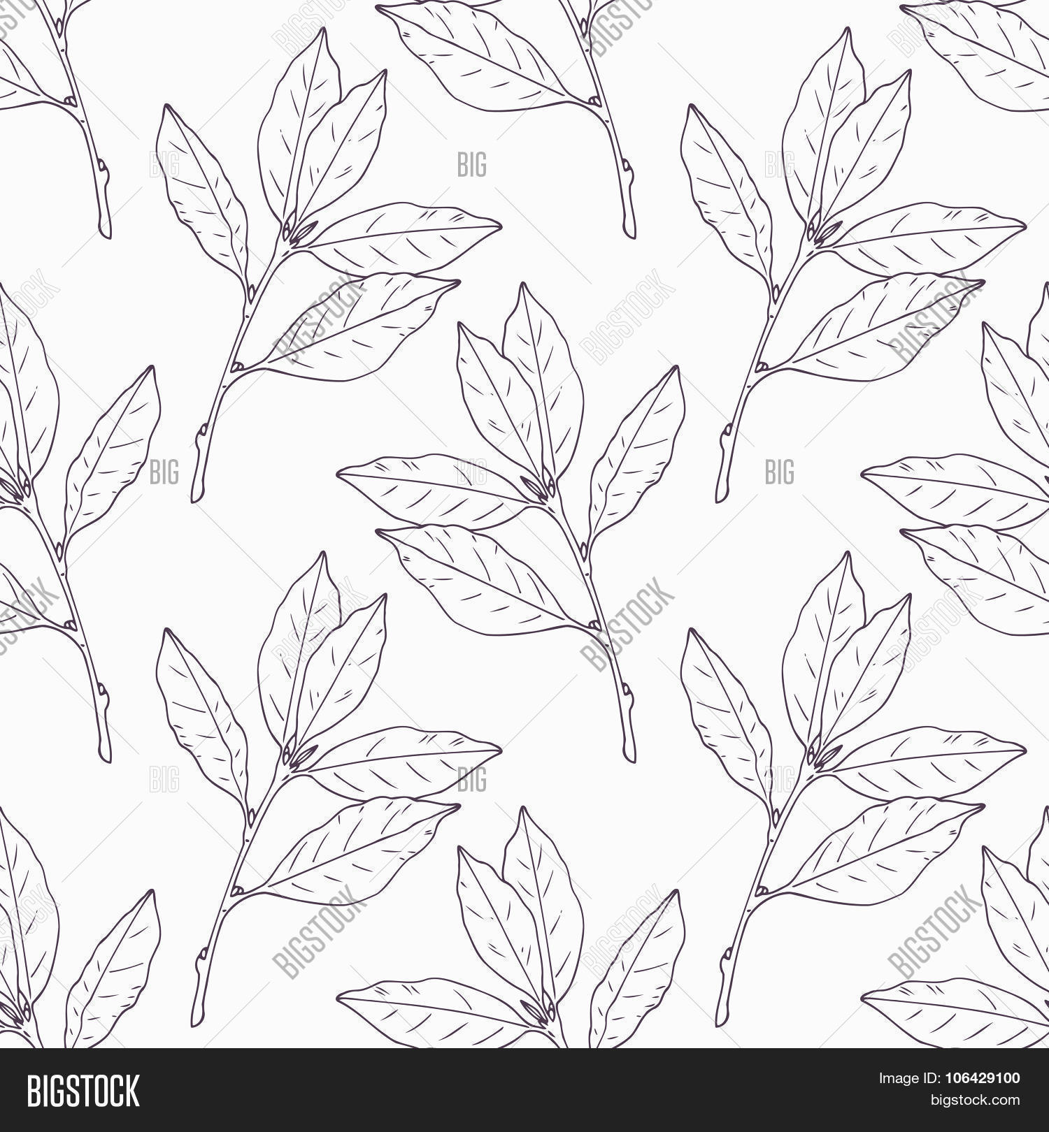 Hand Drawn Bay Leaf Vector & Photo (Free Trial) | Bigstock