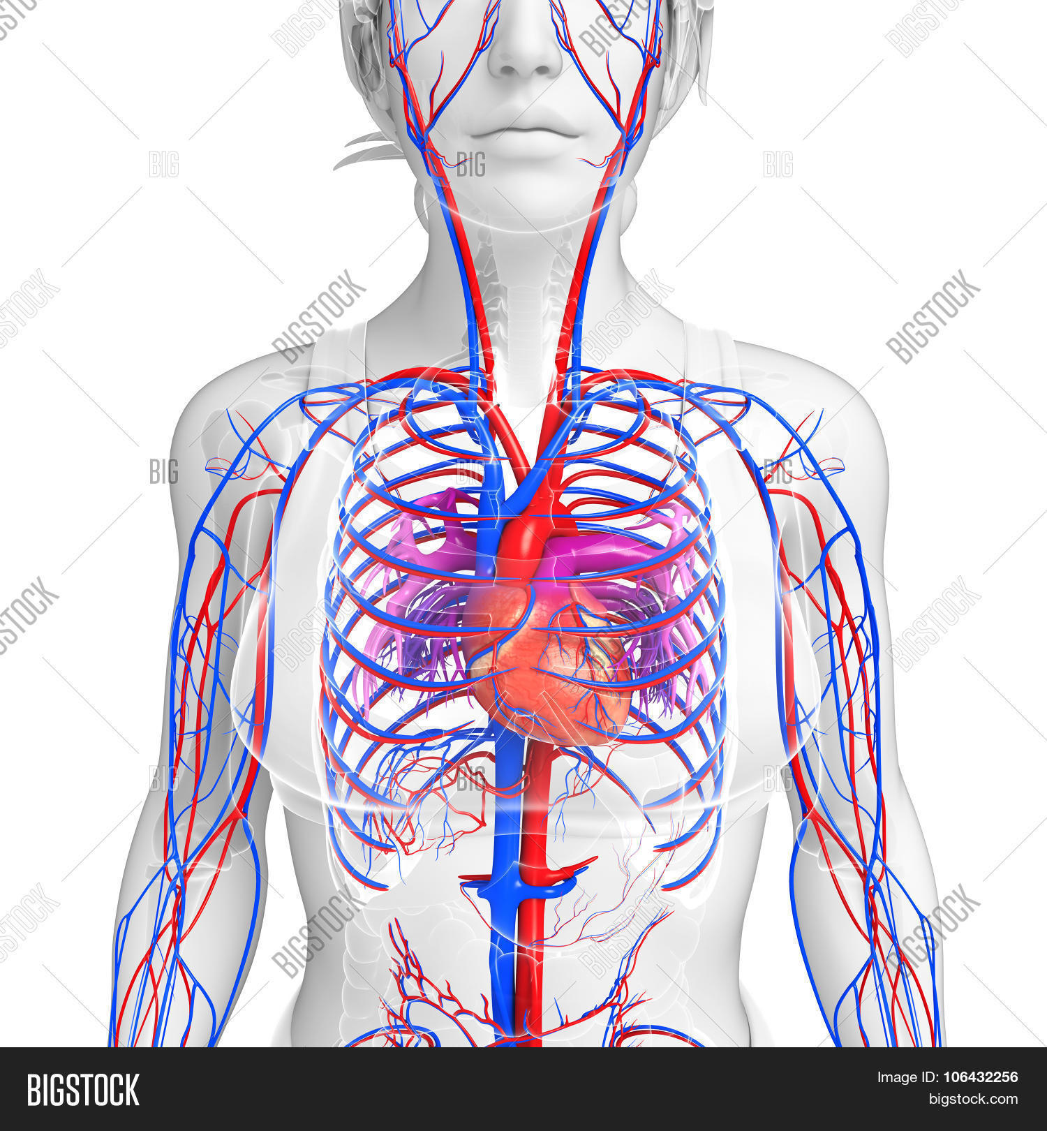Female Circulatory Image & Photo (Free Trial) | Bigstock