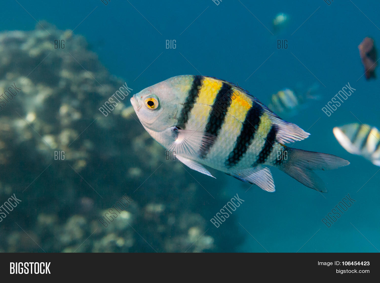 Fish Indo-pacific Image & Photo (Free Trial) | Bigstock