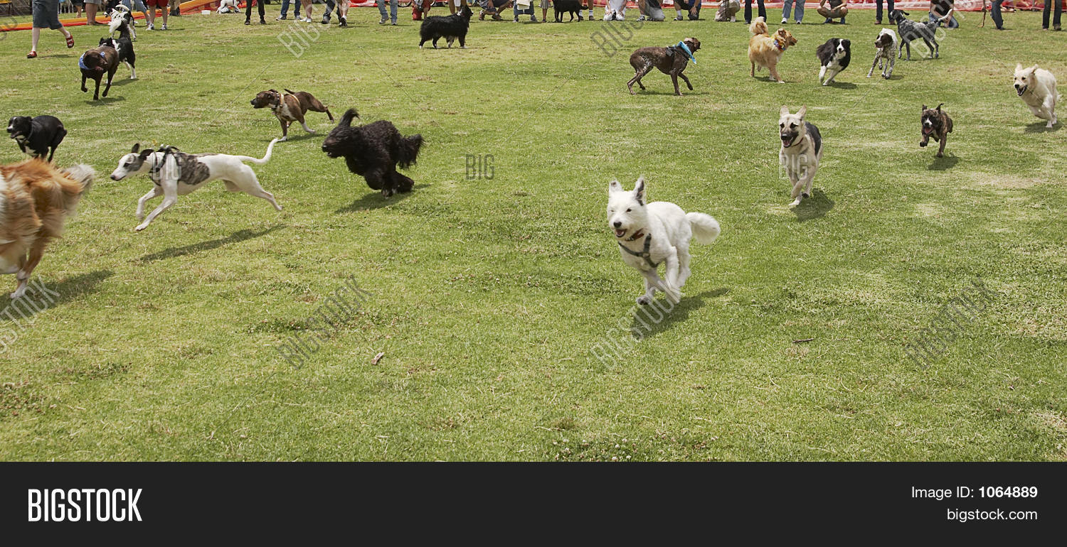 Dogs Loose Image & Photo (Free Trial) | Bigstock