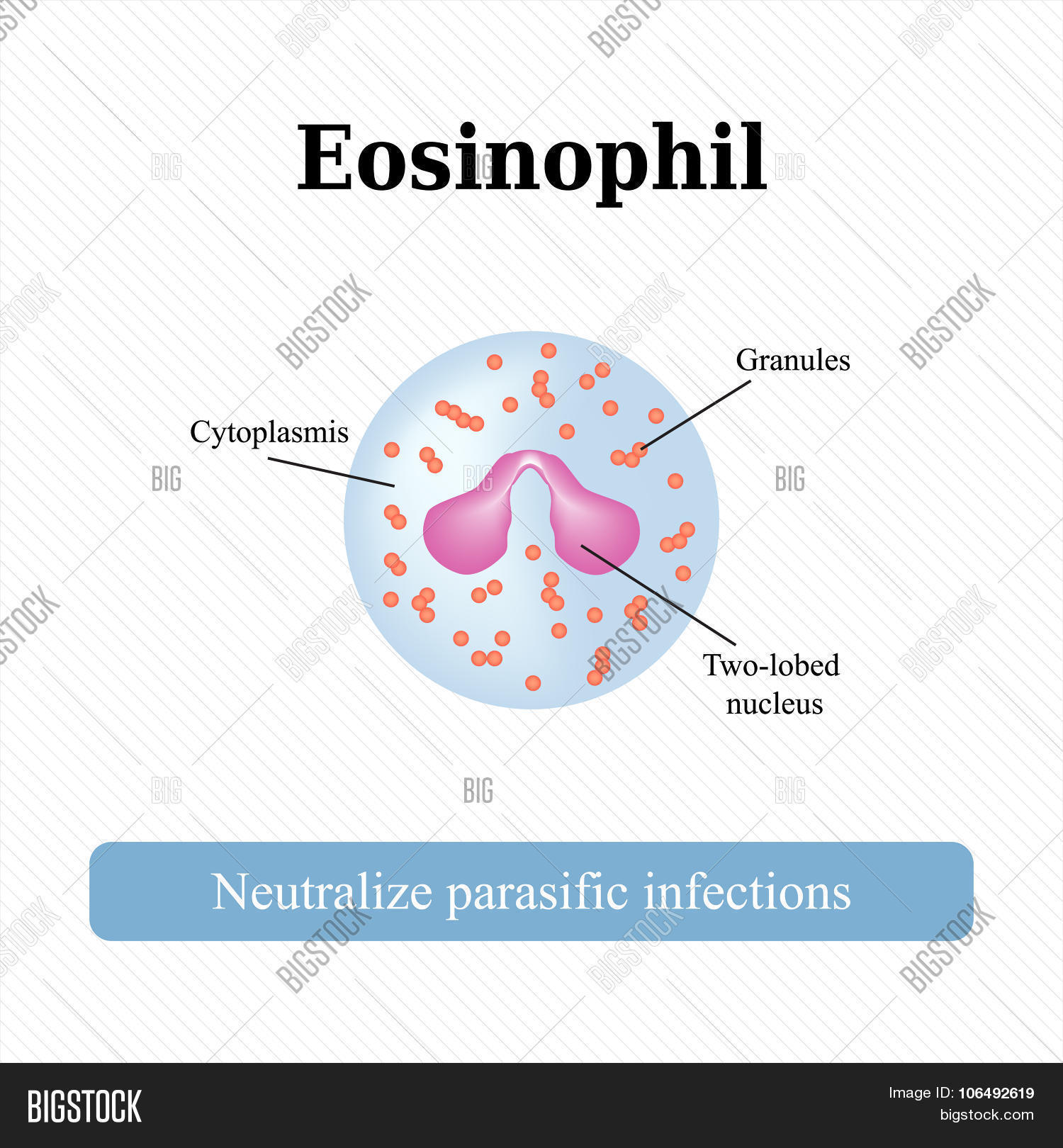 Structure Eosinophil Vector & Photo (Free Trial) | Bigstock
