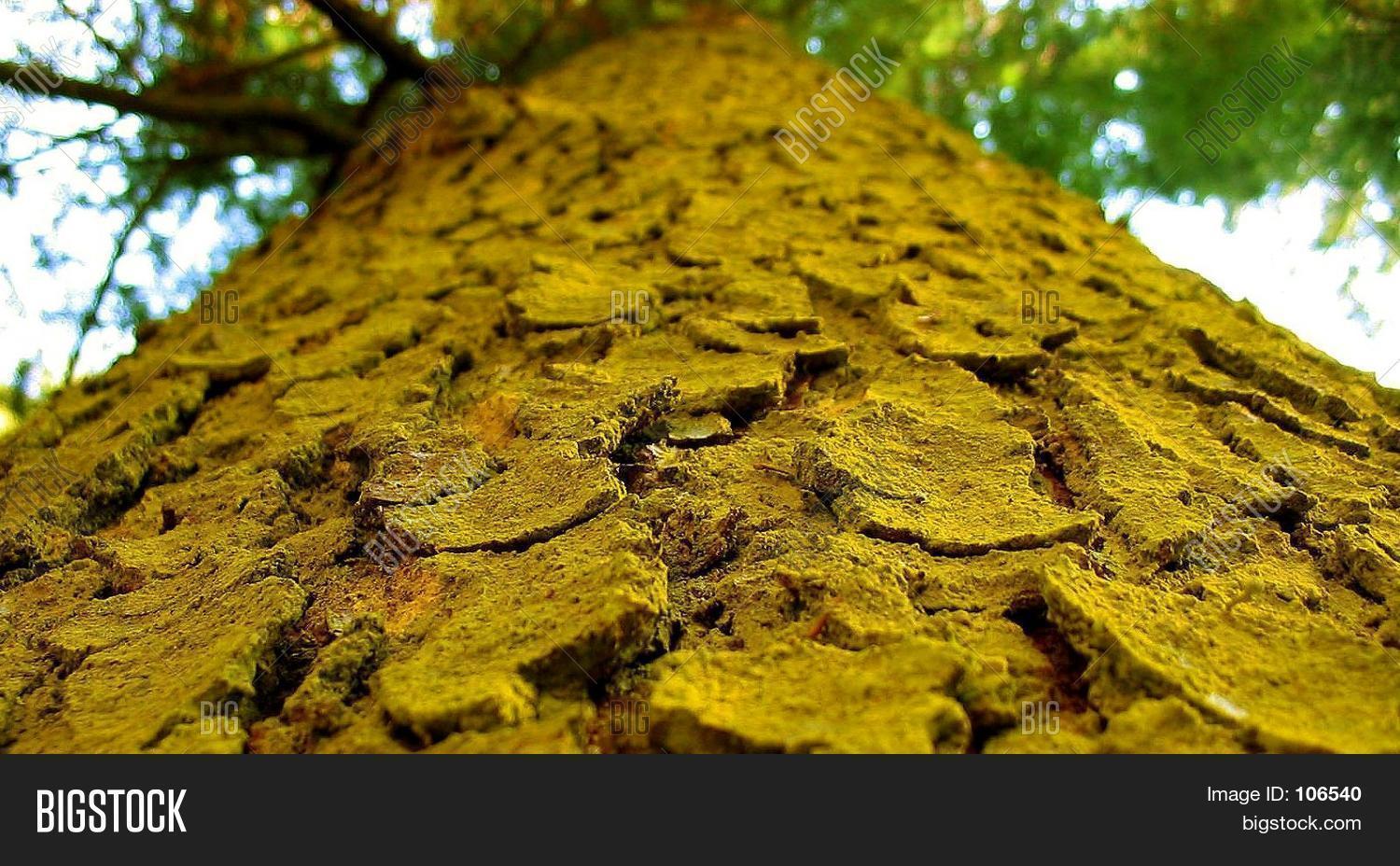ภาพและภาพถ่าย (ทดลองใช้ฟรี) | Bigstock