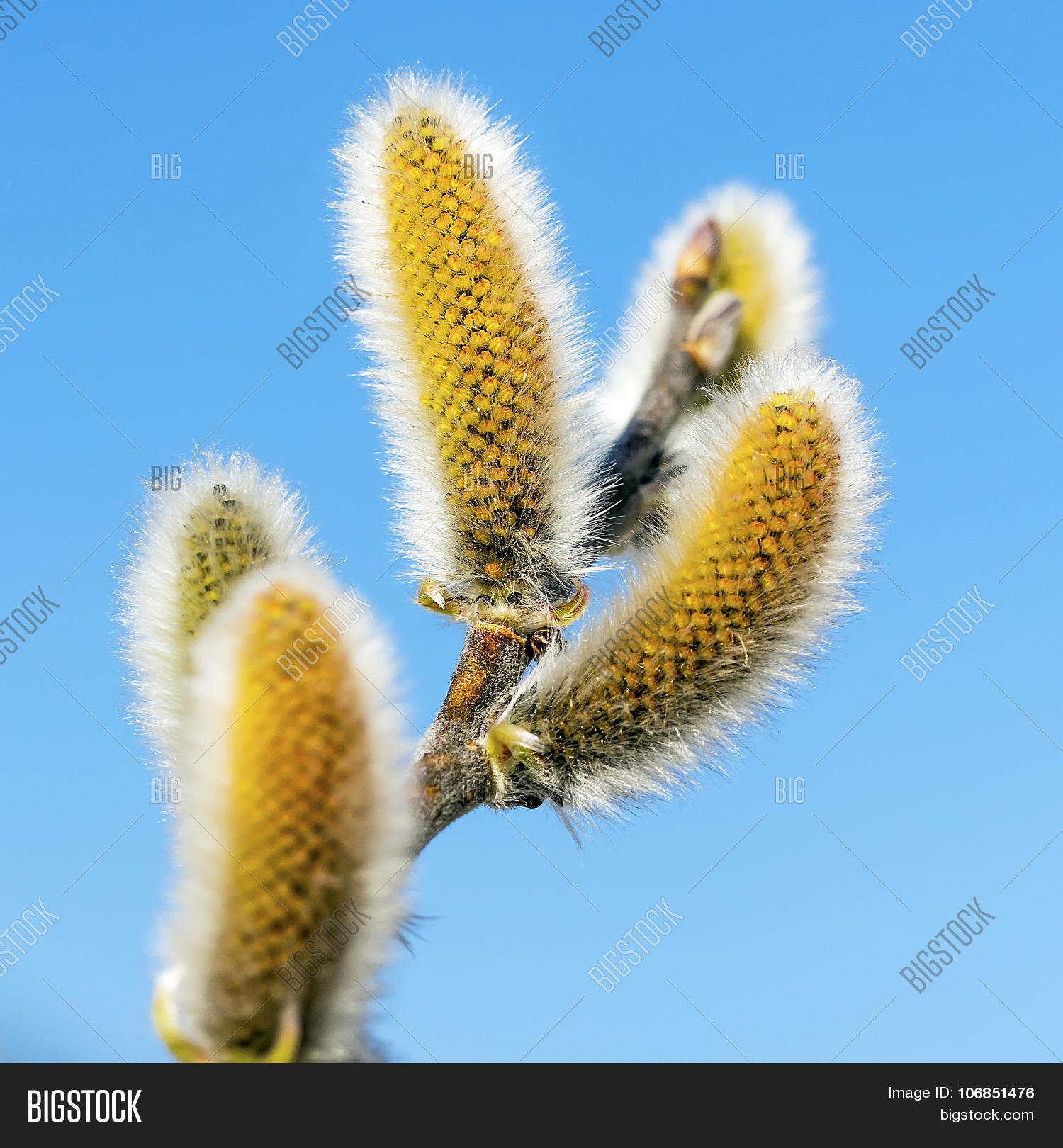 Wild Bush Goat Willow Image & Photo (Free Trial) | Bigstock