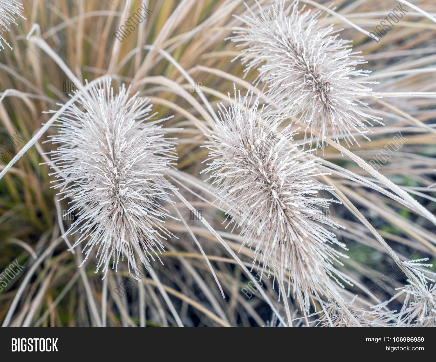 Aristae Pennisetum Image & Photo (Free Trial) | Bigstock