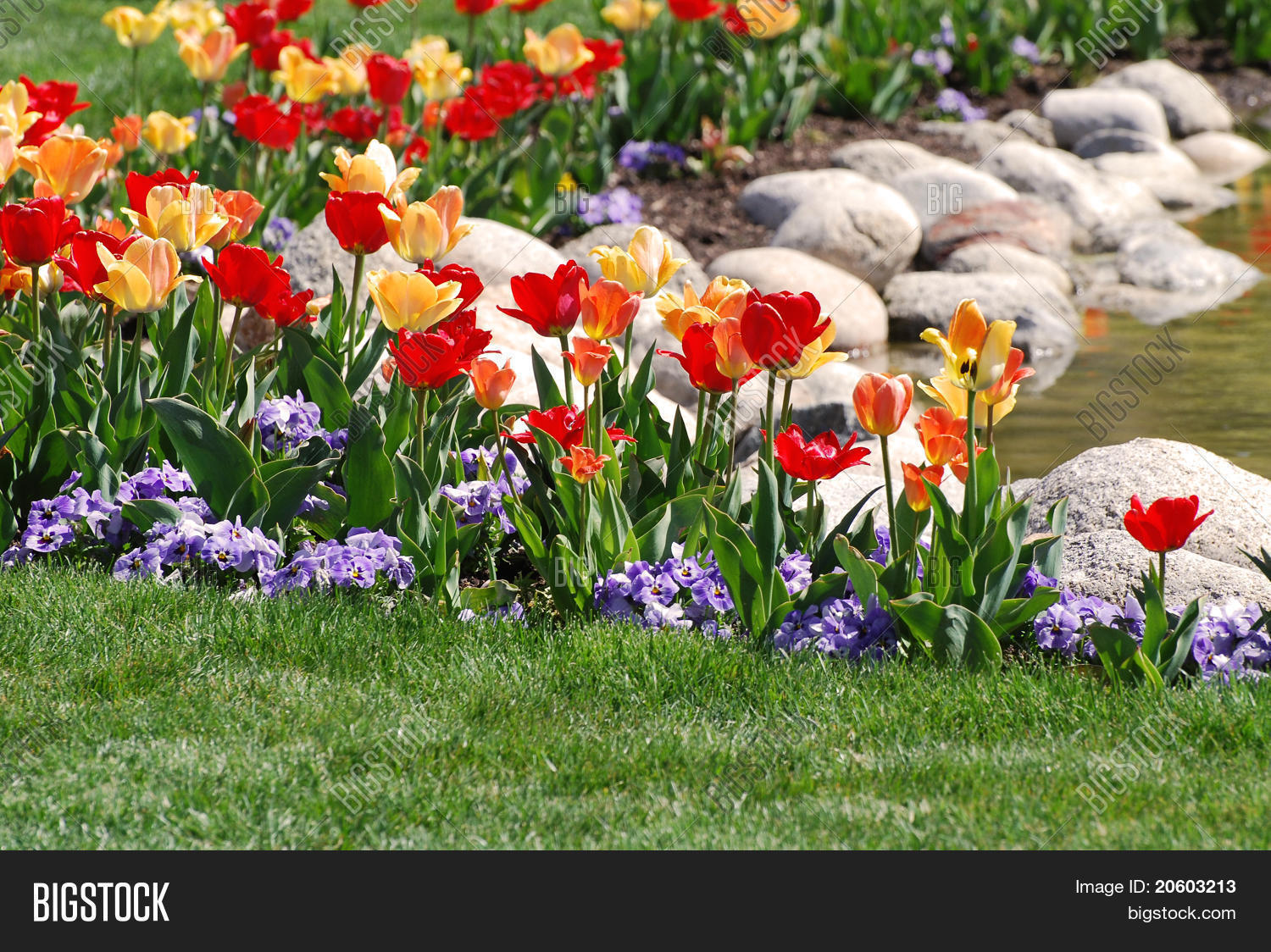 Tulip Landscaping Image & Photo (Free Trial) | Bigstock