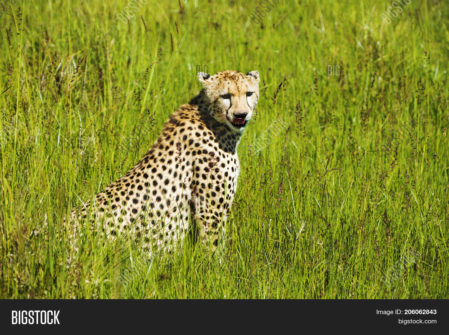 Cheetah Grass Natural Image & Photo (Free Trial) | Bigstock