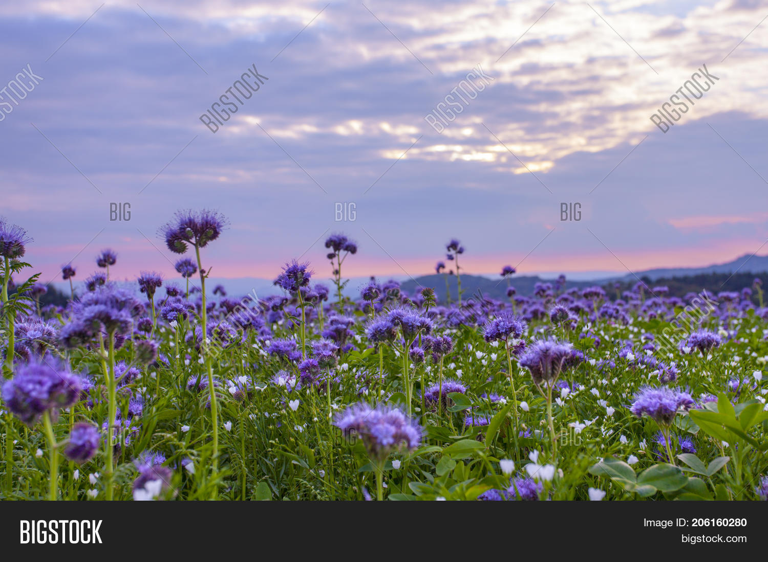 Phacelia Flowers Field Image & Photo (Free Trial) | Bigstock