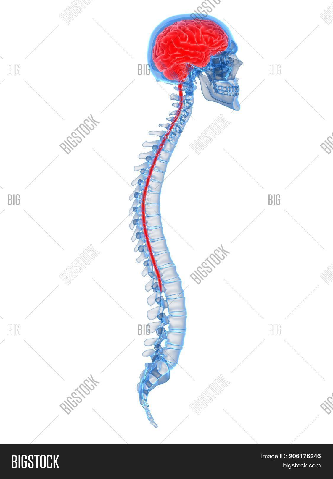 Medically Accurate 3d Image & Photo (Free Trial) | Bigstock