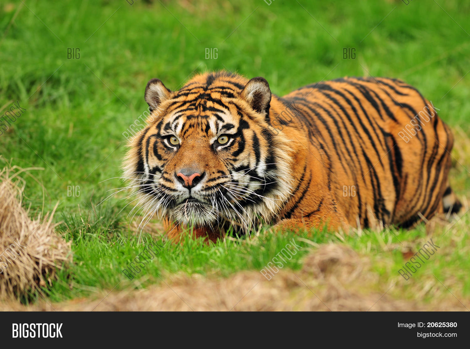 Sumatran Tiger Hunting Image & Photo (Free Trial) | Bigstock