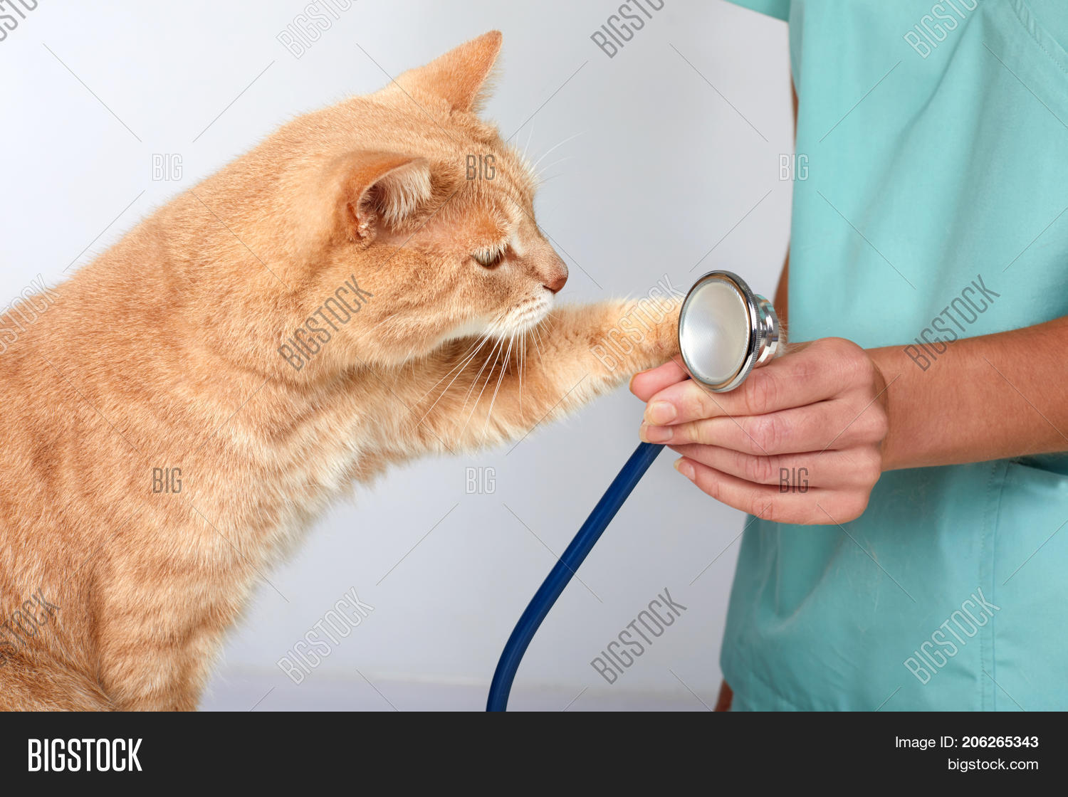 Veterinarian Doctor Image & Photo (Free Trial) | Bigstock
