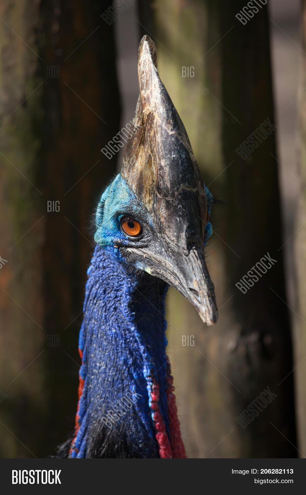 Southern Cassowary ( Image & Photo (Free Trial) | Bigstock