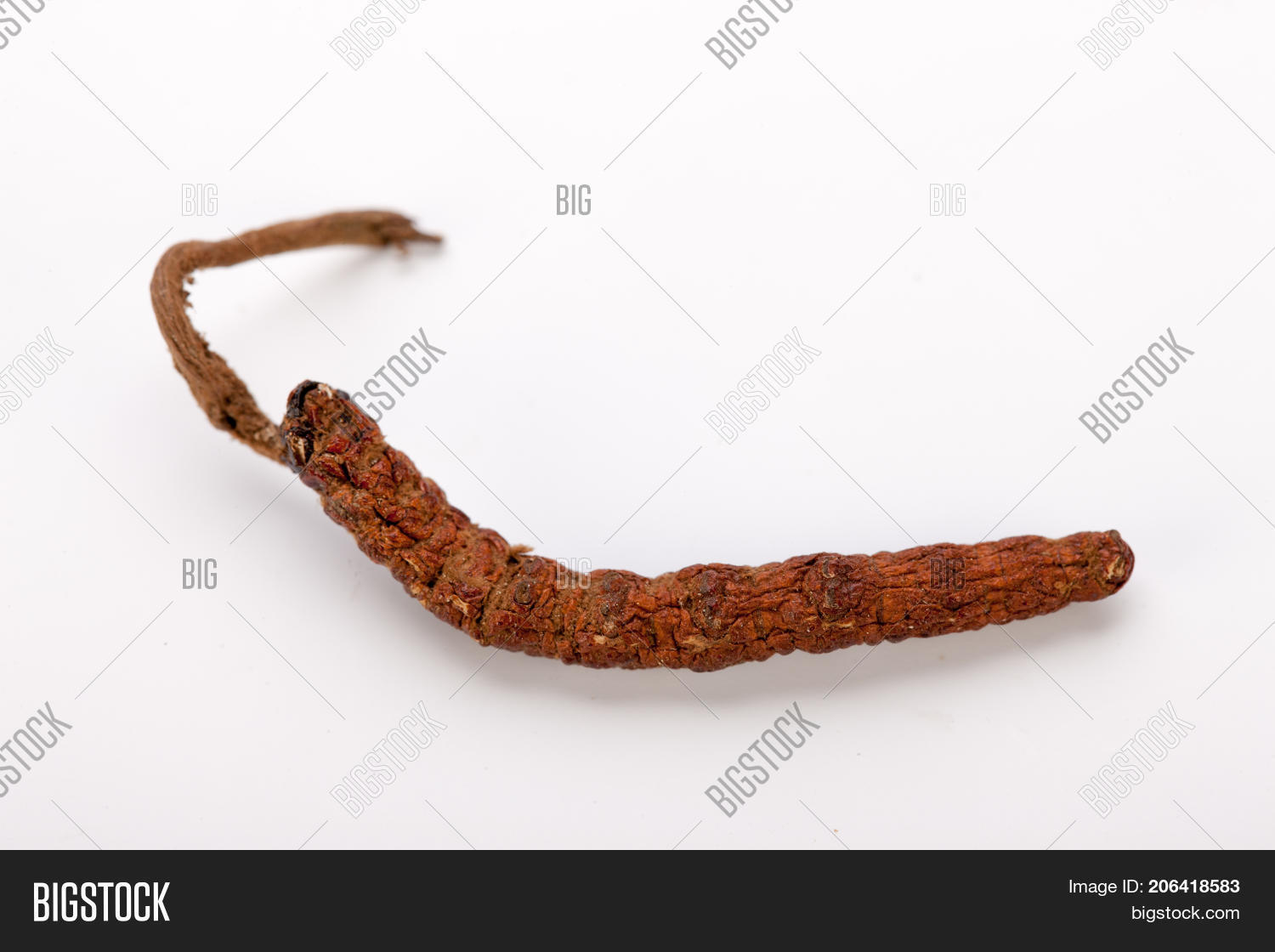 Yarsagumba Ingredient Image & Photo (Free Trial) | Bigstock