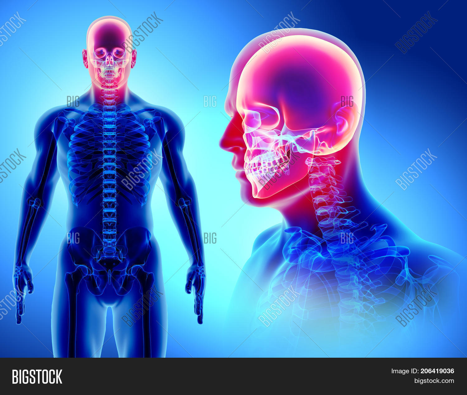 3D Illustration Skull Image & Photo (Free Trial) | Bigstock