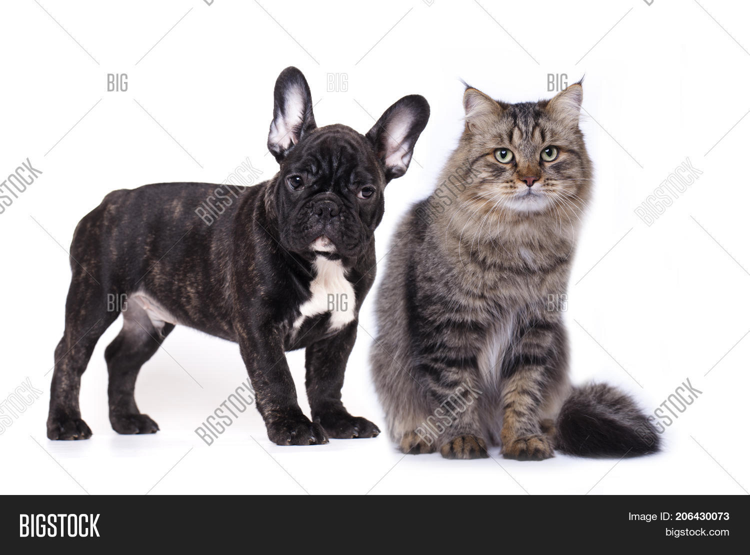 Cat Dog, French Image & Photo (Free Trial) | Bigstock