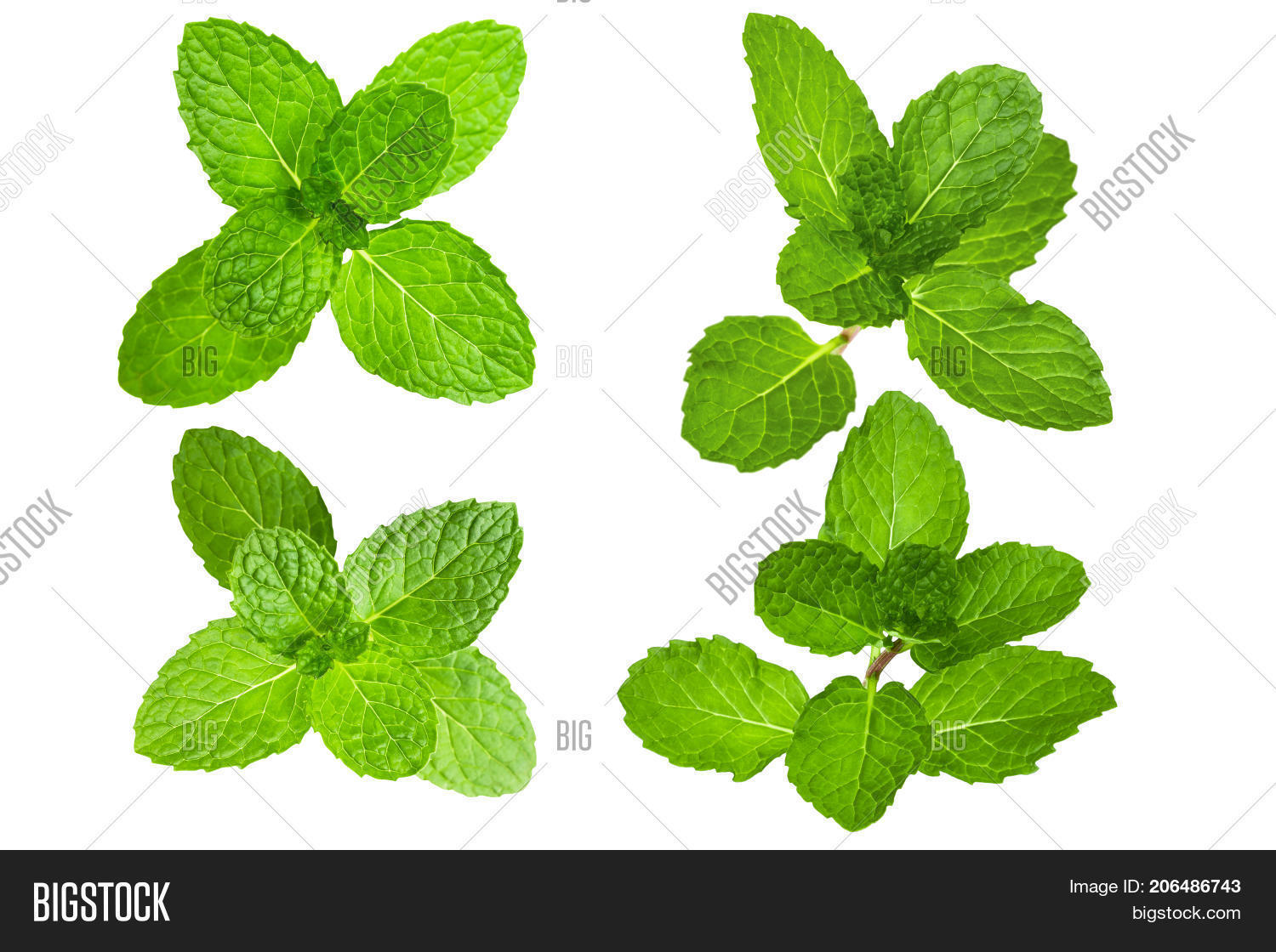 Fresh Mint Leaves Image & Photo (Free Trial) | Bigstock