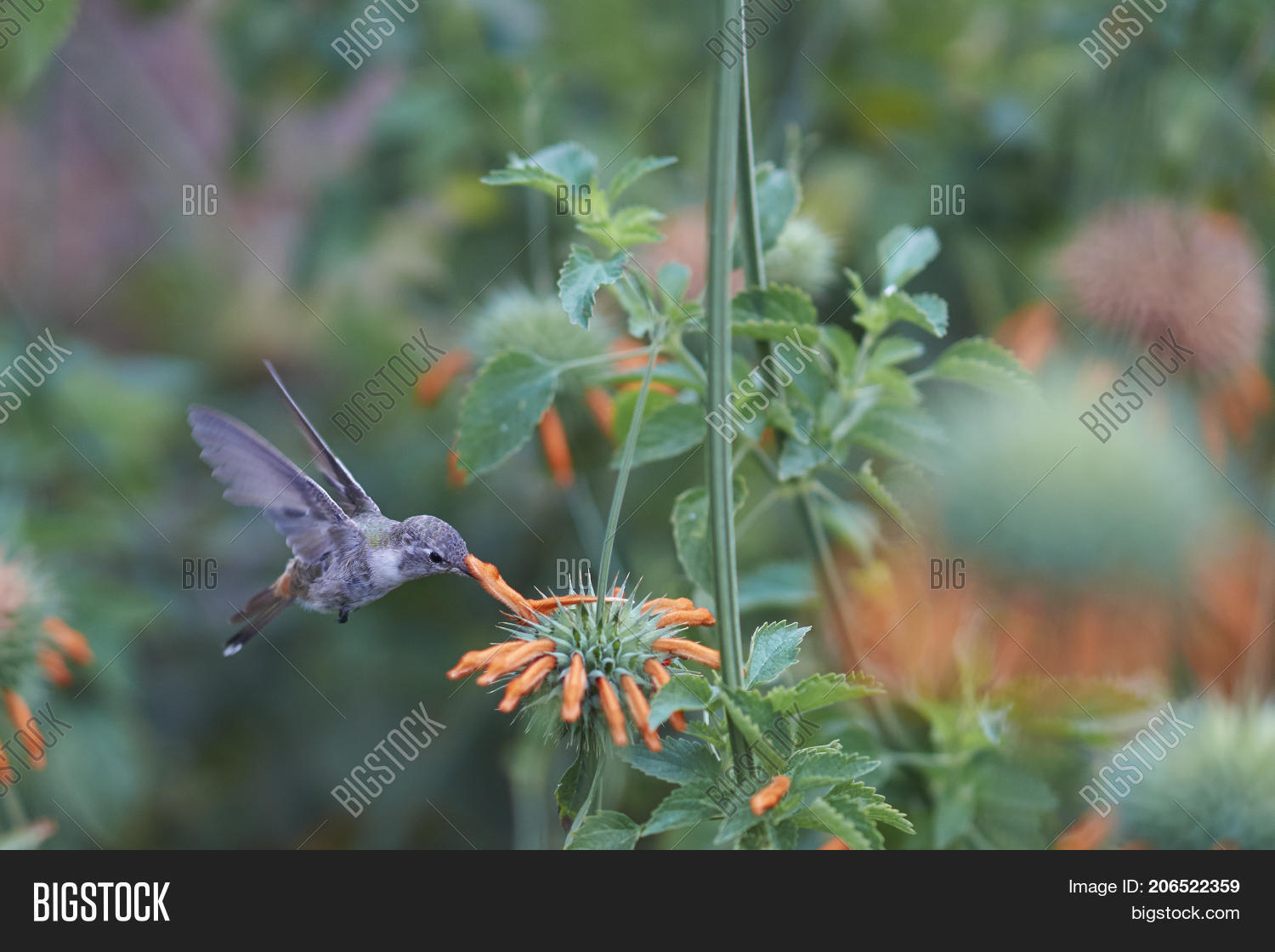 Oasis Hummingbird ( Image & Photo (Free Trial) | Bigstock