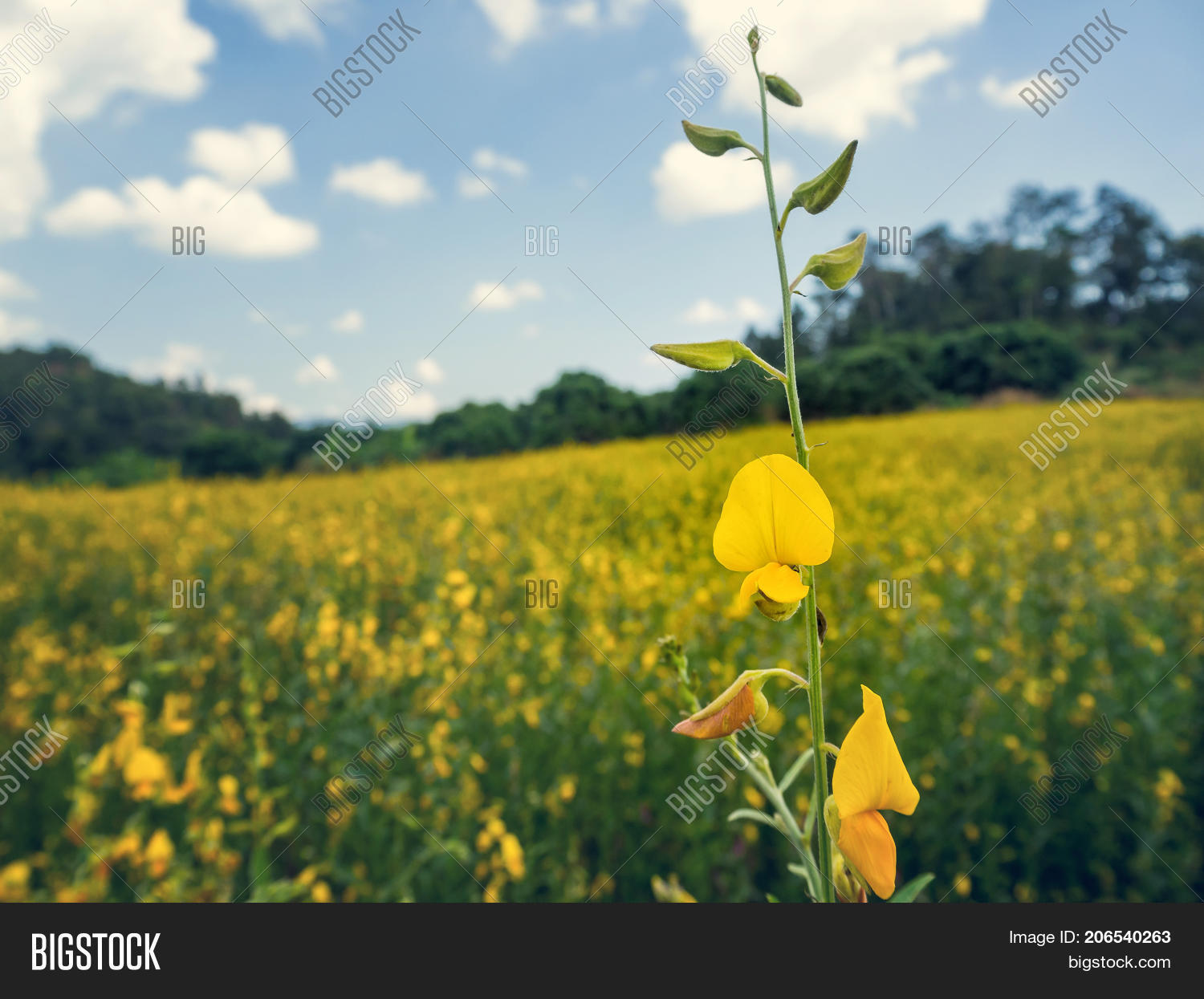 Growing Sunn Hemp Image & Photo (Free Trial) | Bigstock