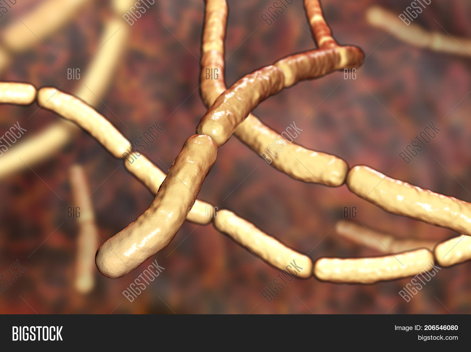 Bacillus Subtilis, Image & Photo (Free Trial) | Bigstock