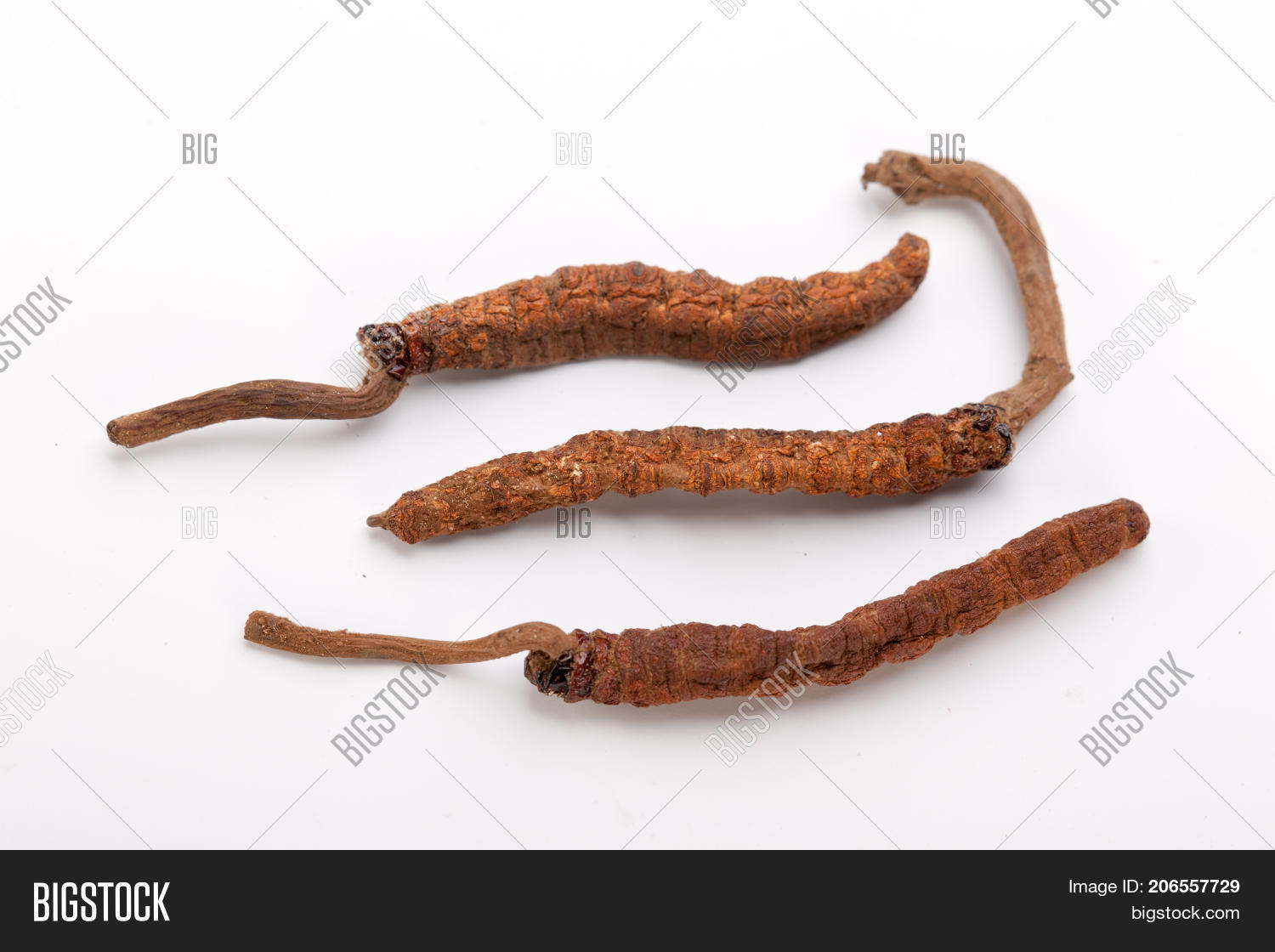 Yarsagumba Ingredient Image & Photo (Free Trial) | Bigstock
