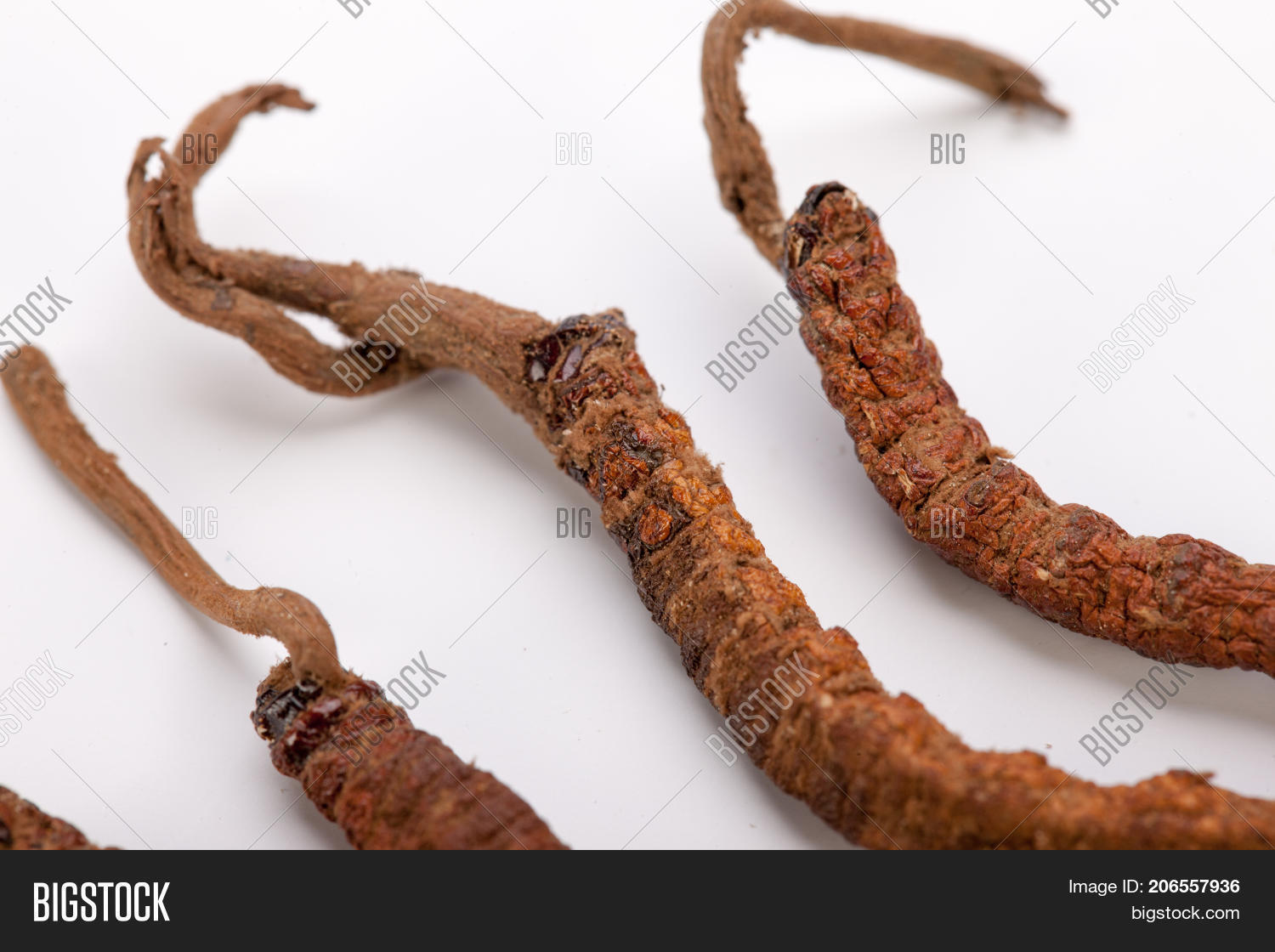 Yarsagumba Ingredient Image & Photo (Free Trial) | Bigstock