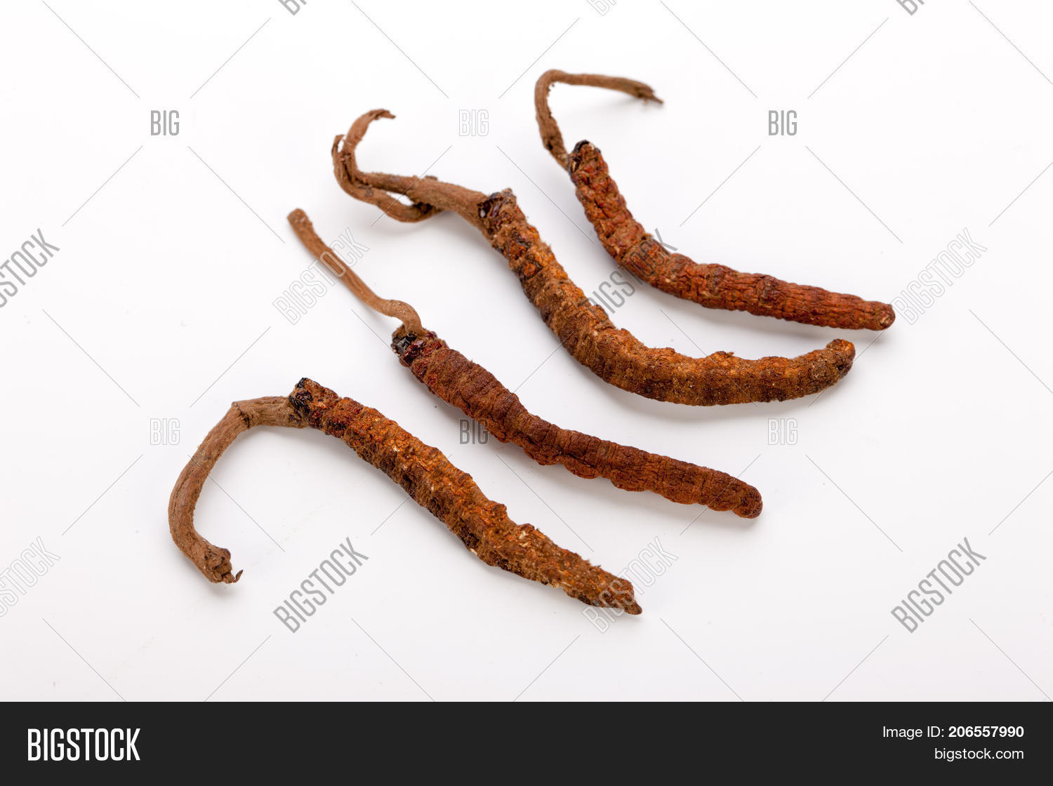 Yarsagumba Ingredient Image & Photo (Free Trial) | Bigstock