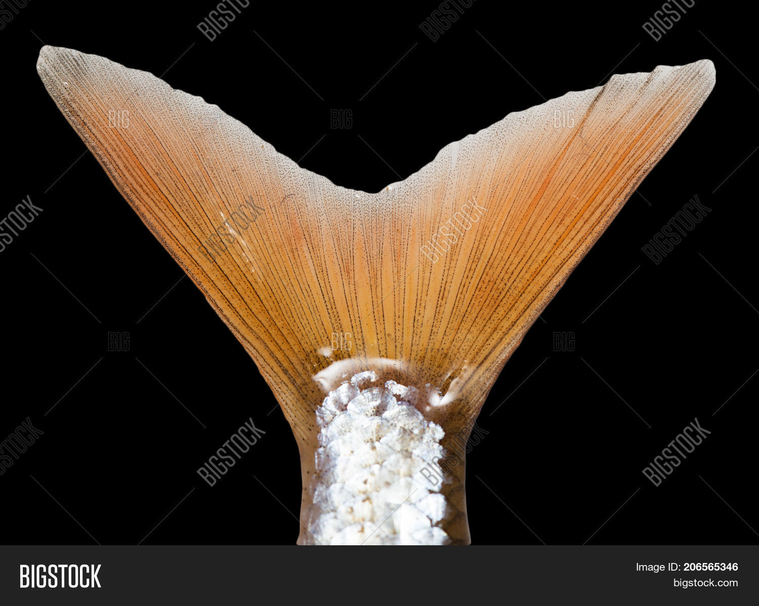 Fish Tail On Black Image & Photo (Free Trial) | Bigstock