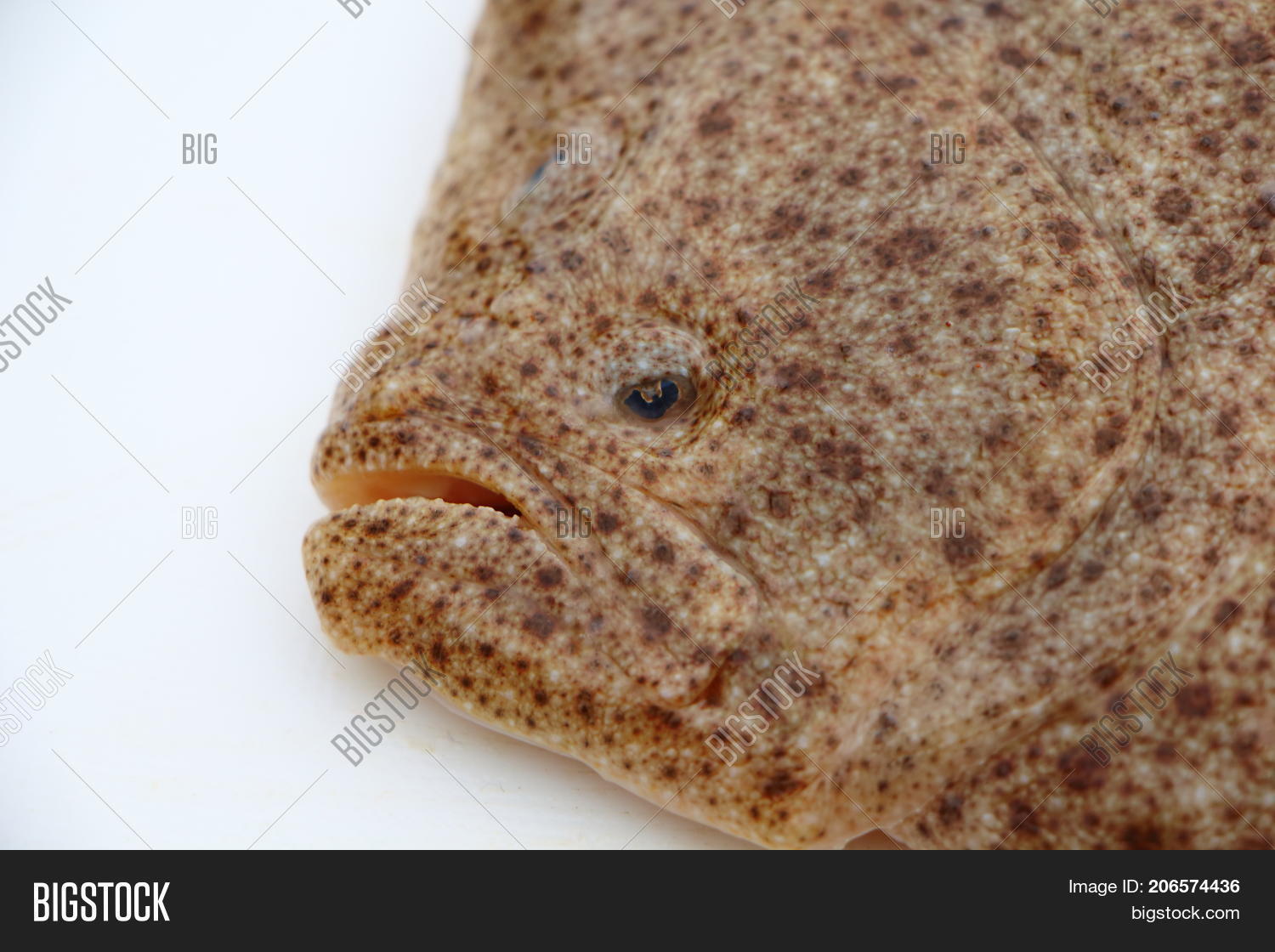 Head Fresh Brill Fish Image & Photo (Free Trial) | Bigstock
