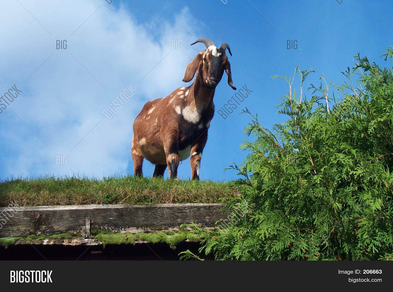 Boer Goat Image & Photo (Free Trial) | Bigstock