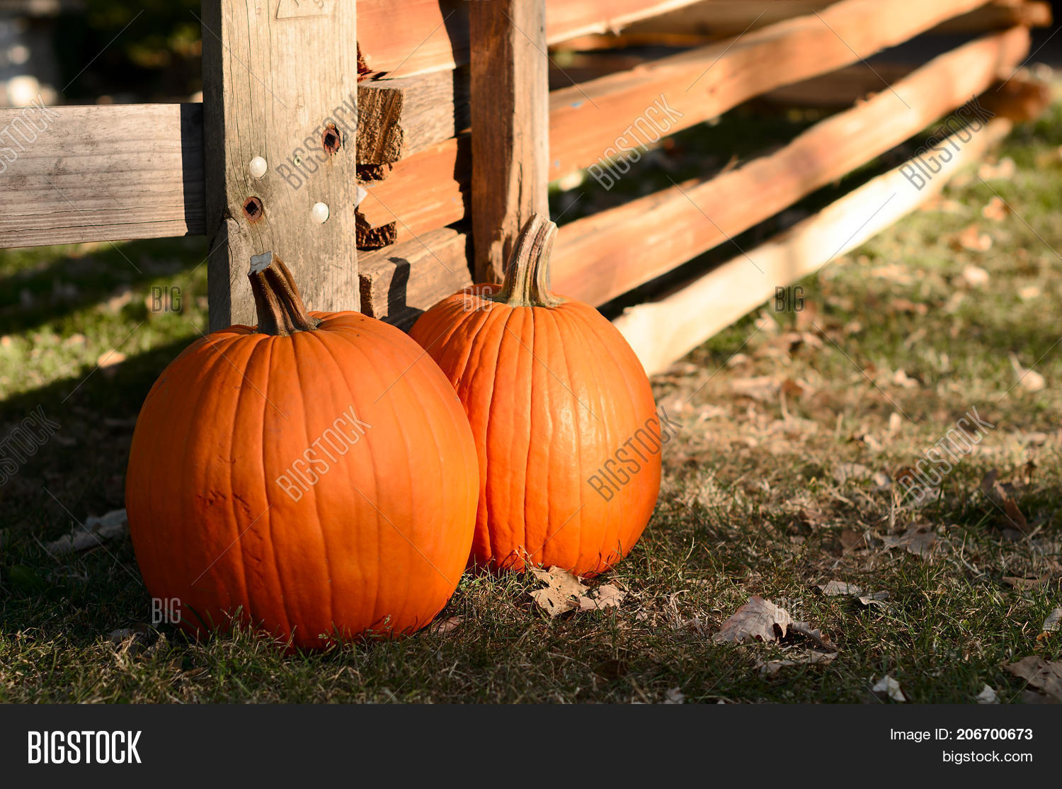 Two Ripe Pumpkins. Image & Photo (Free Trial) | Bigstock